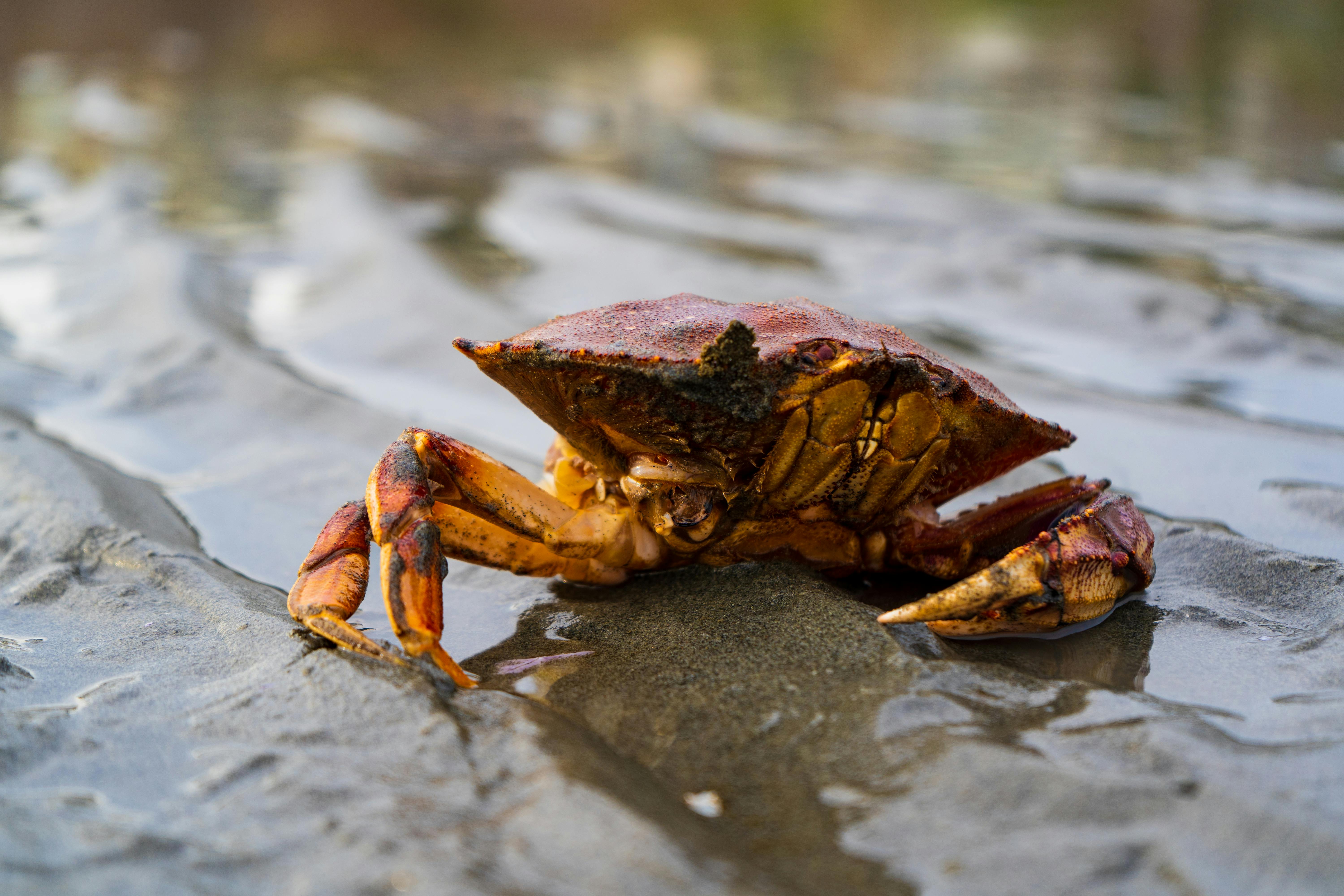 Лучшие фото (400+) по запросу «Msedge.exe Claw» · Скачивайте совершенно ...