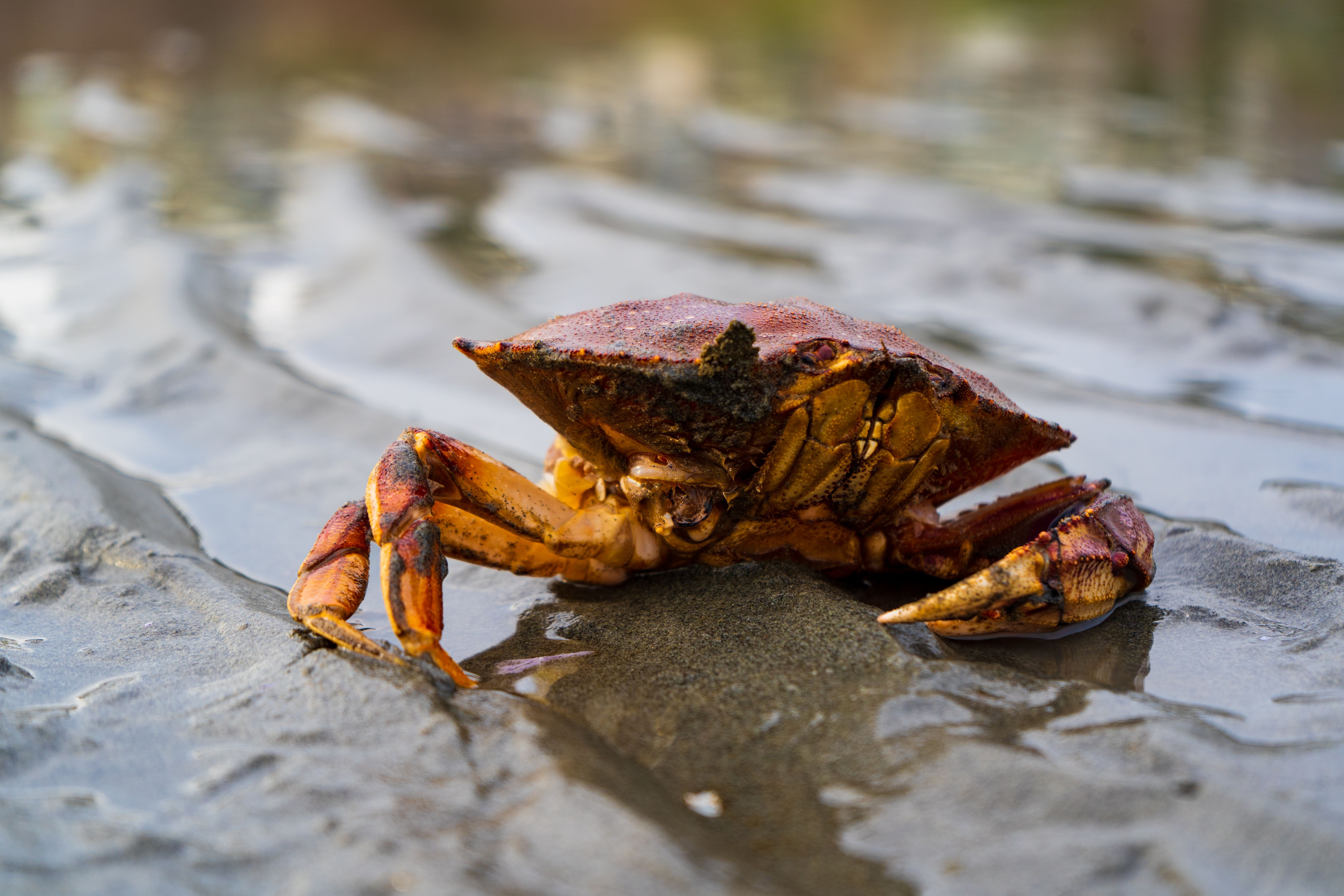 Crab Without One Claw Lying in the Wet Sand · Free Stock Photo