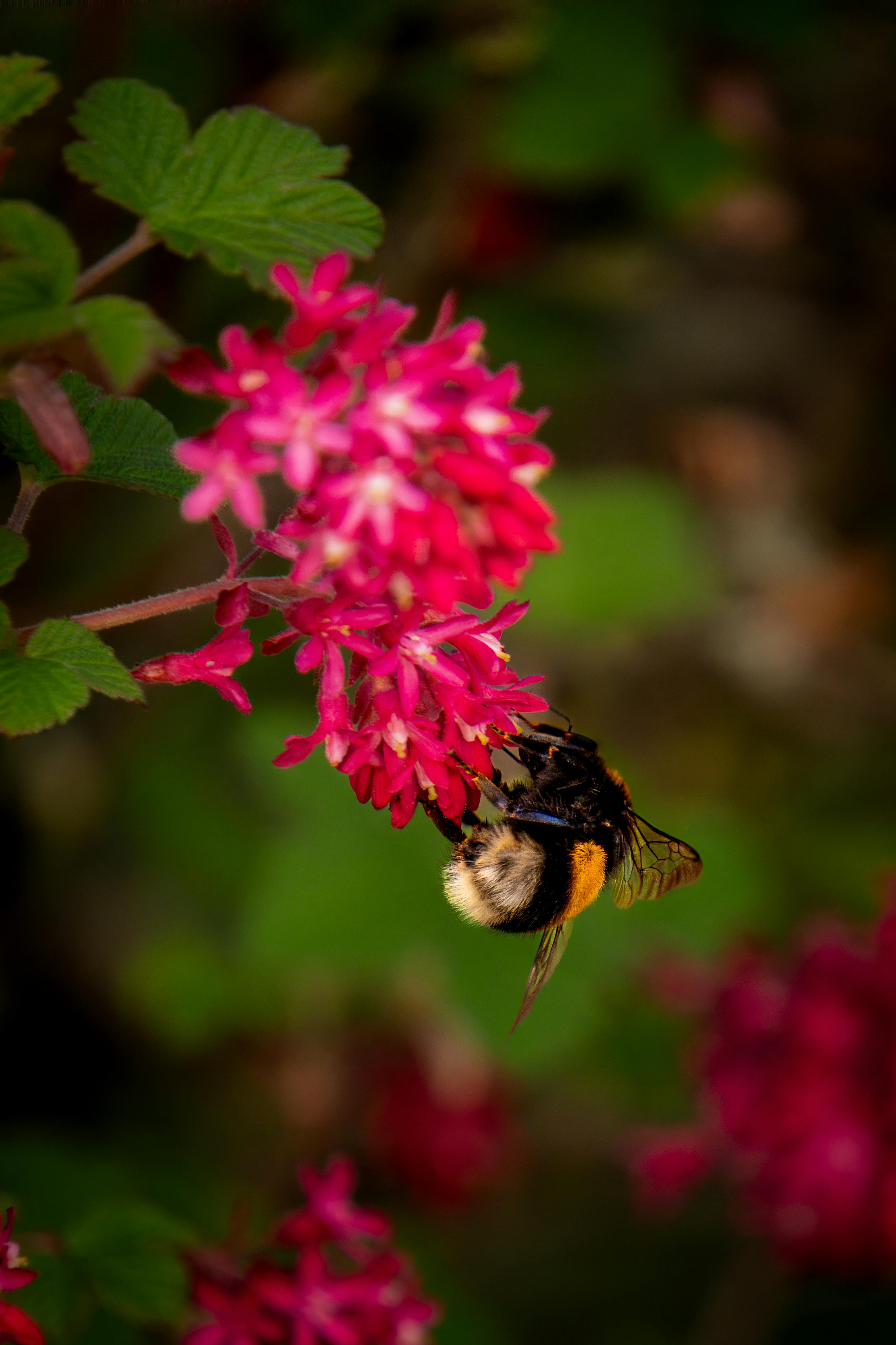 Natural Flowers Photos, Download The BEST Free Natural Flowers Stock ...