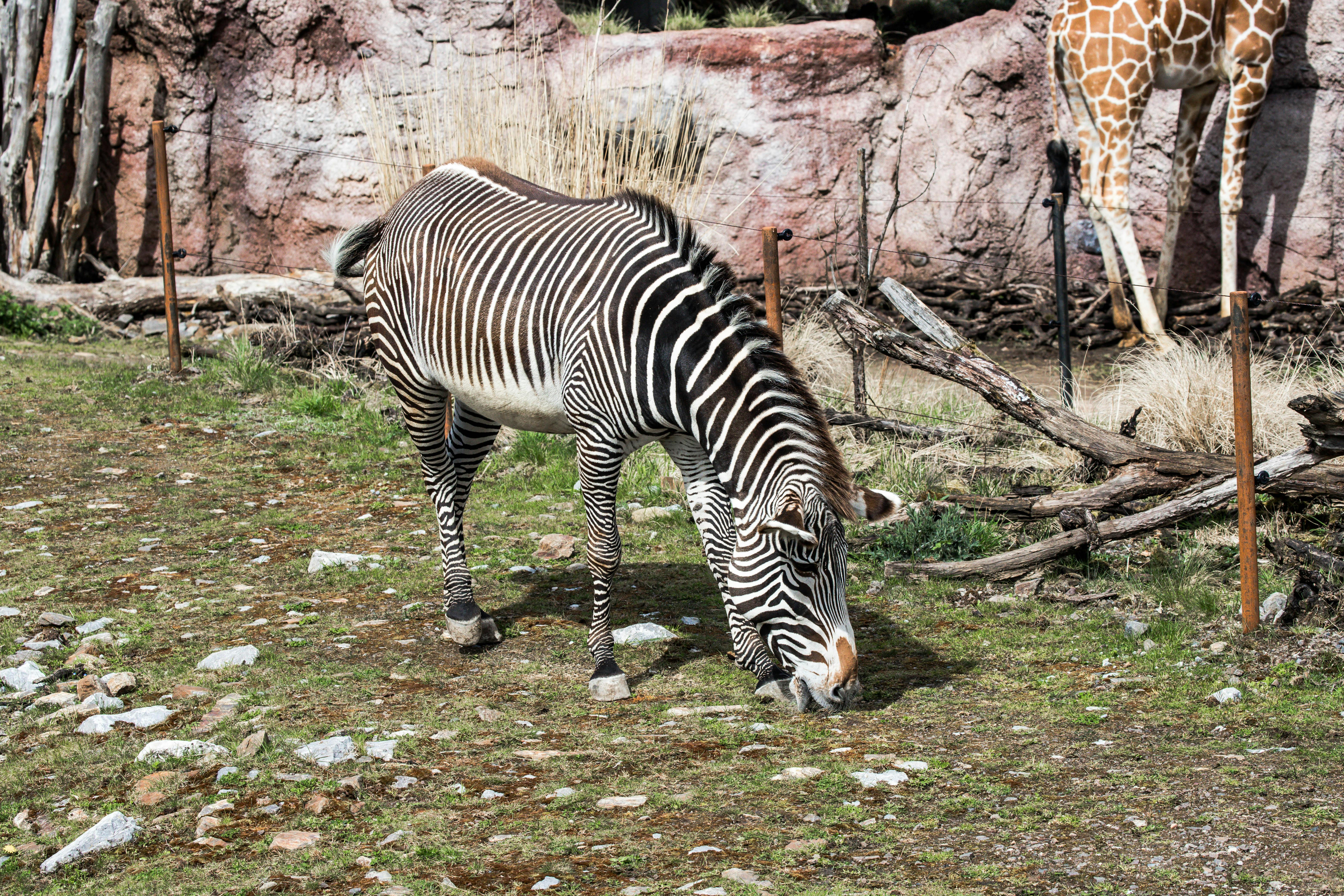 Mammals In Zoo Photos, Download The BEST Free Mammals In Zoo Stock ...