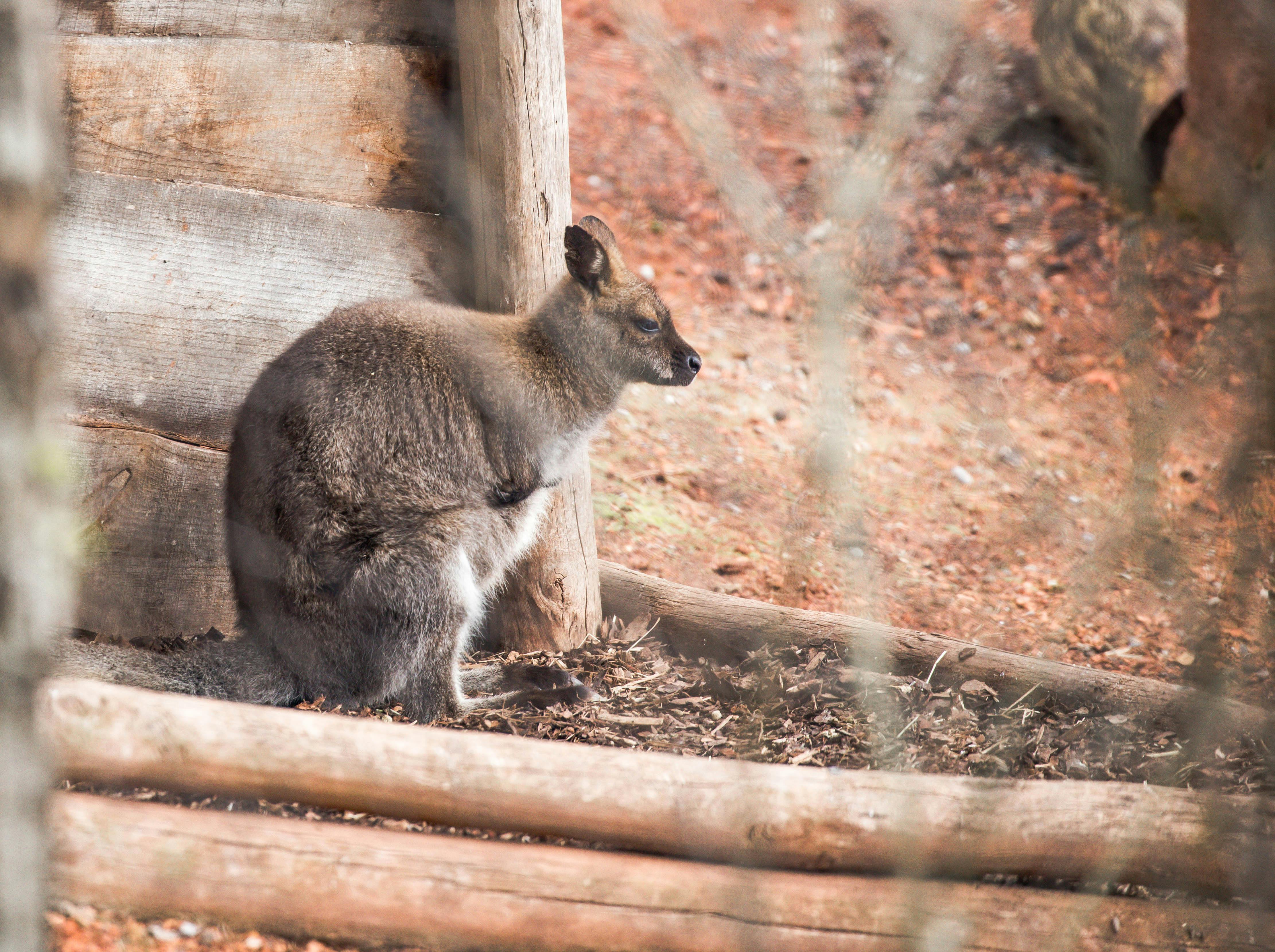 A Kangaroo on a Grass Field in an Enclosure · Free Stock Photo