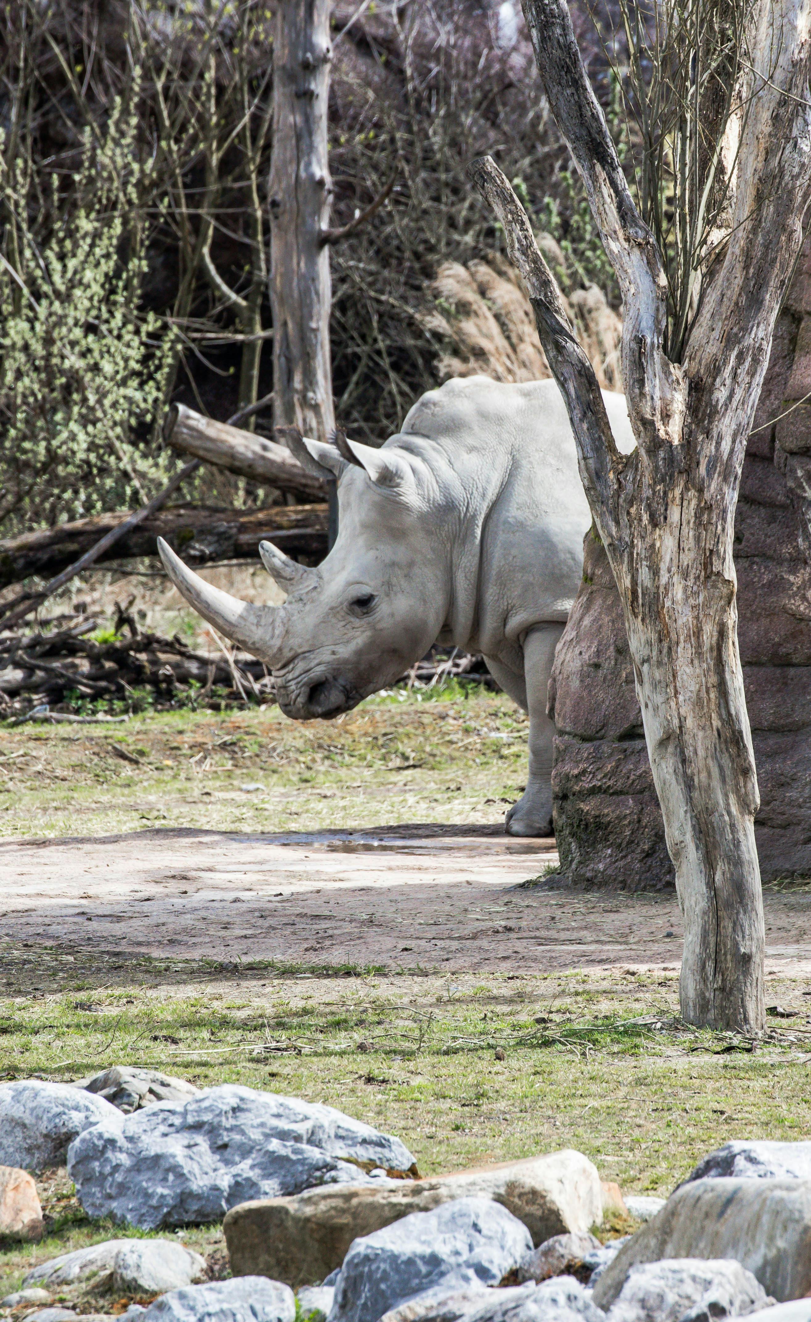 Rhino behind Tree in Zoo · Free Stock Photo