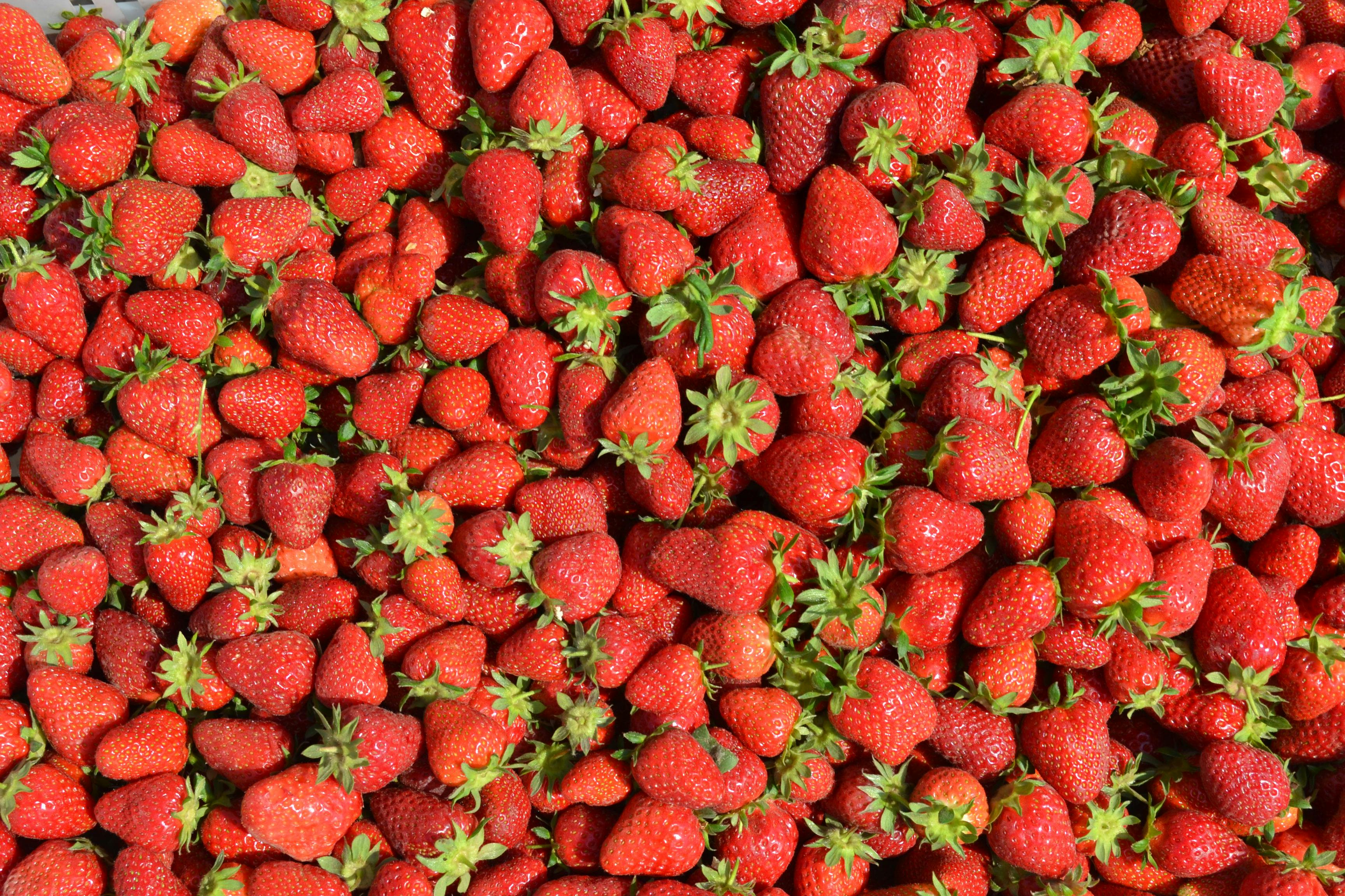 Ruby Summer Photos, Download The BEST Free Ruby Summer Stock Photos ...