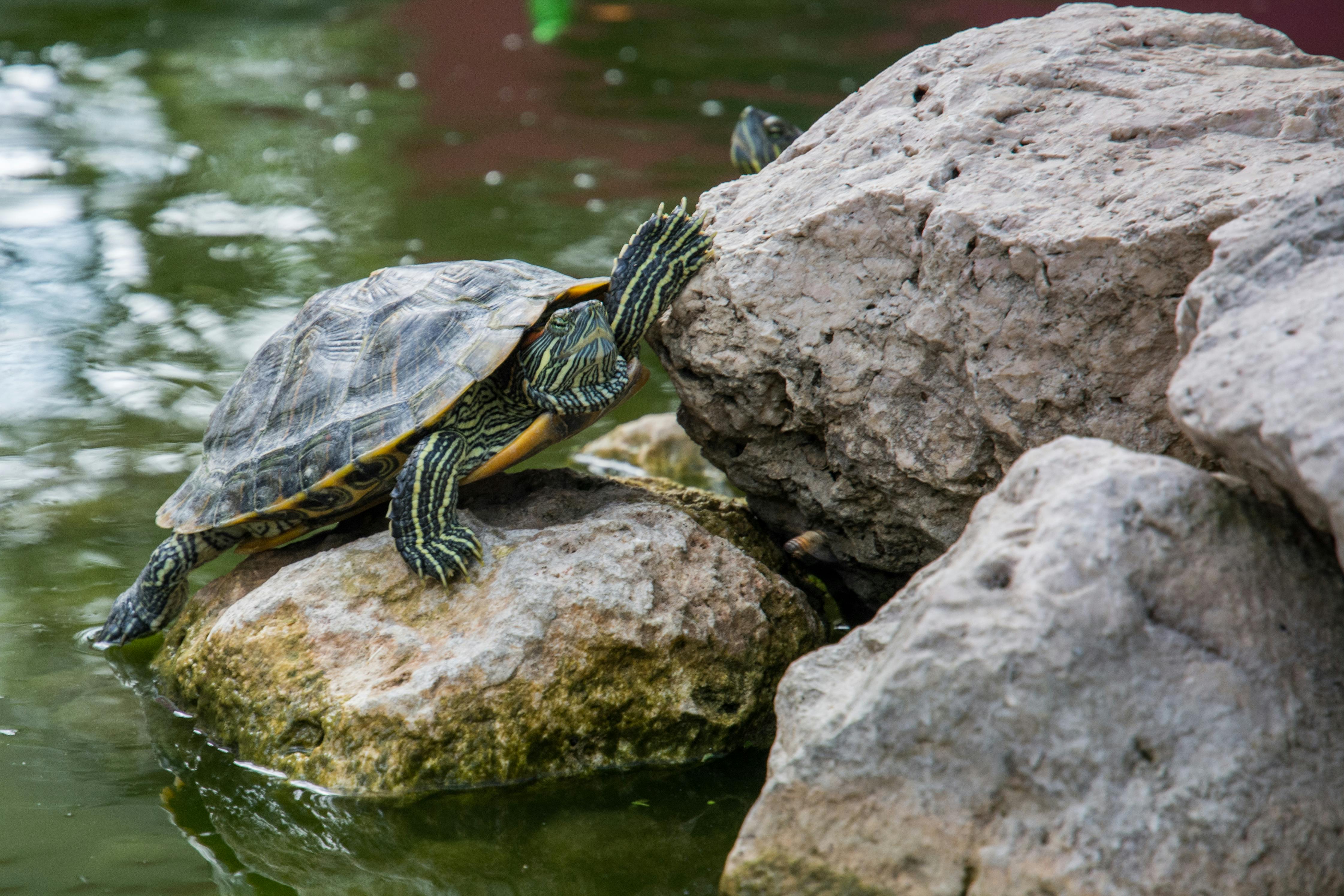 Gray Turtles Crawling on Tree Brunch · Free Stock Photo