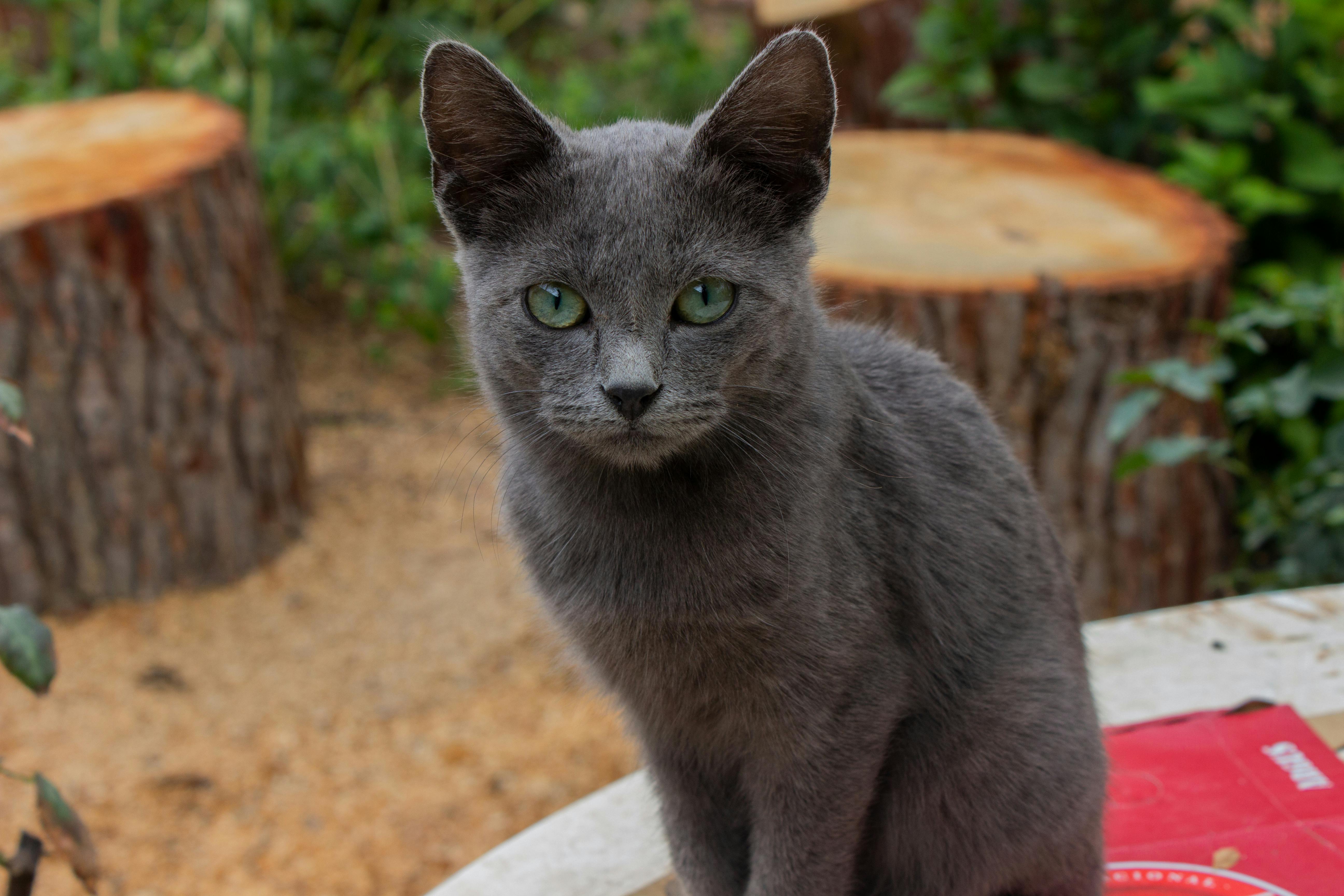 Gray Cat Sitting · Free Stock Photo