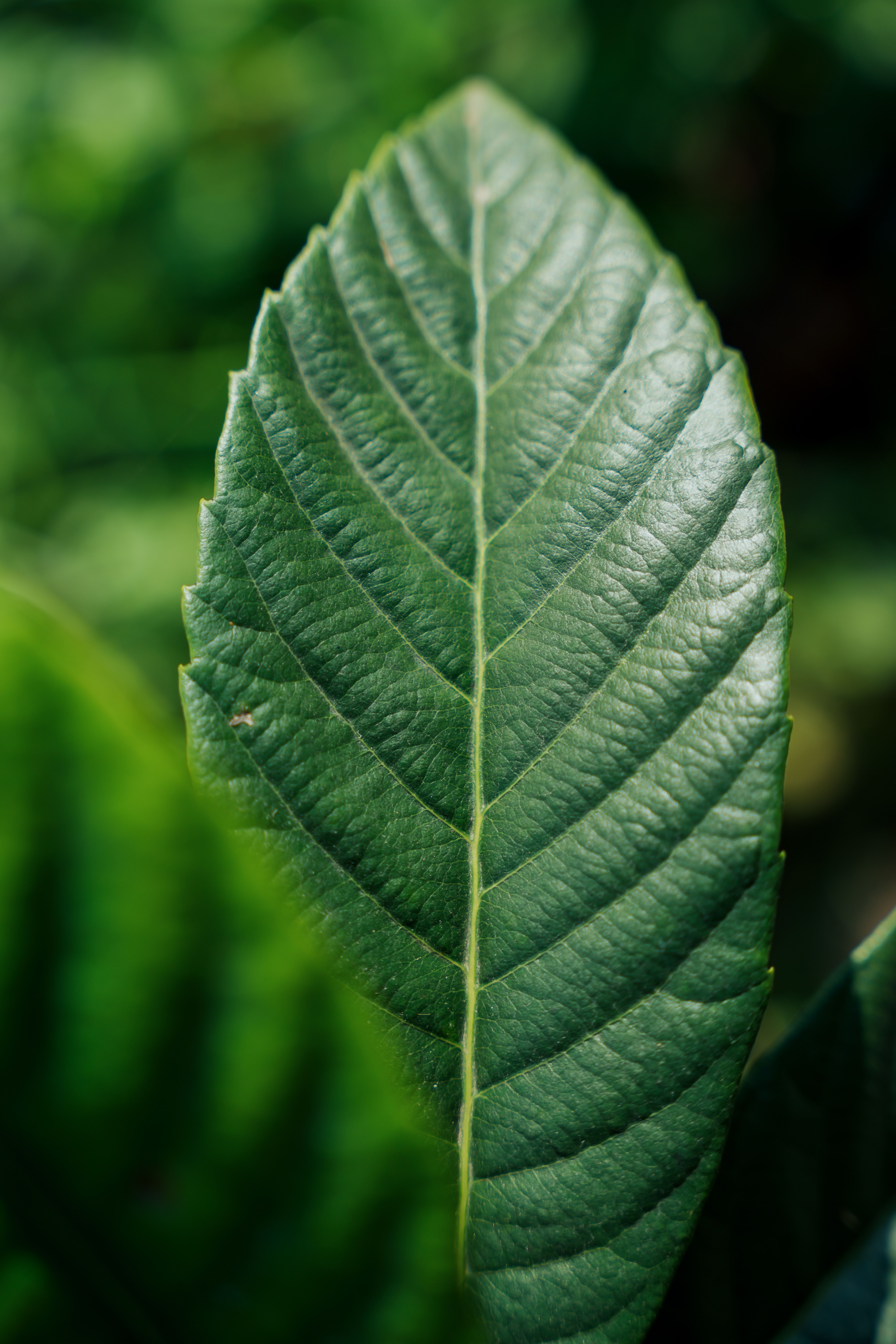 Close-up of a Surface of a Bright Green Leaf · Free Stock Photo