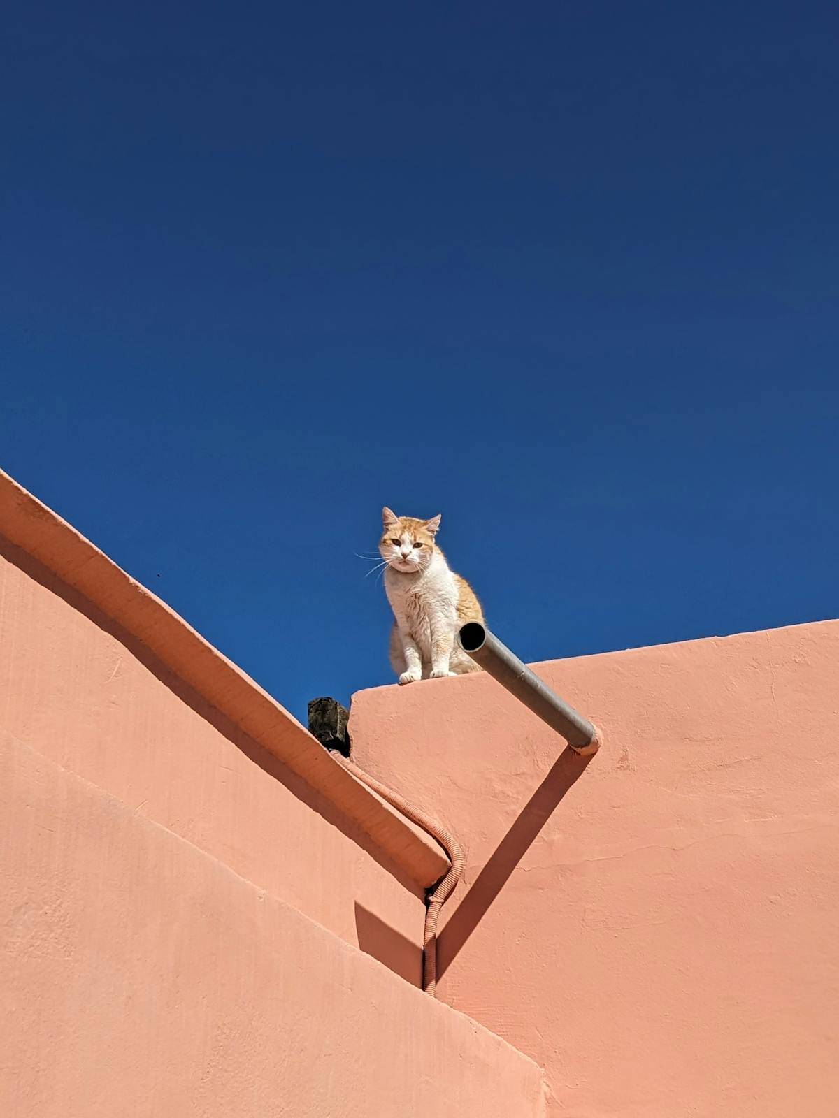 Pop Cat Photos, Download The BEST Free Pop Cat Stock Photos & HD Images