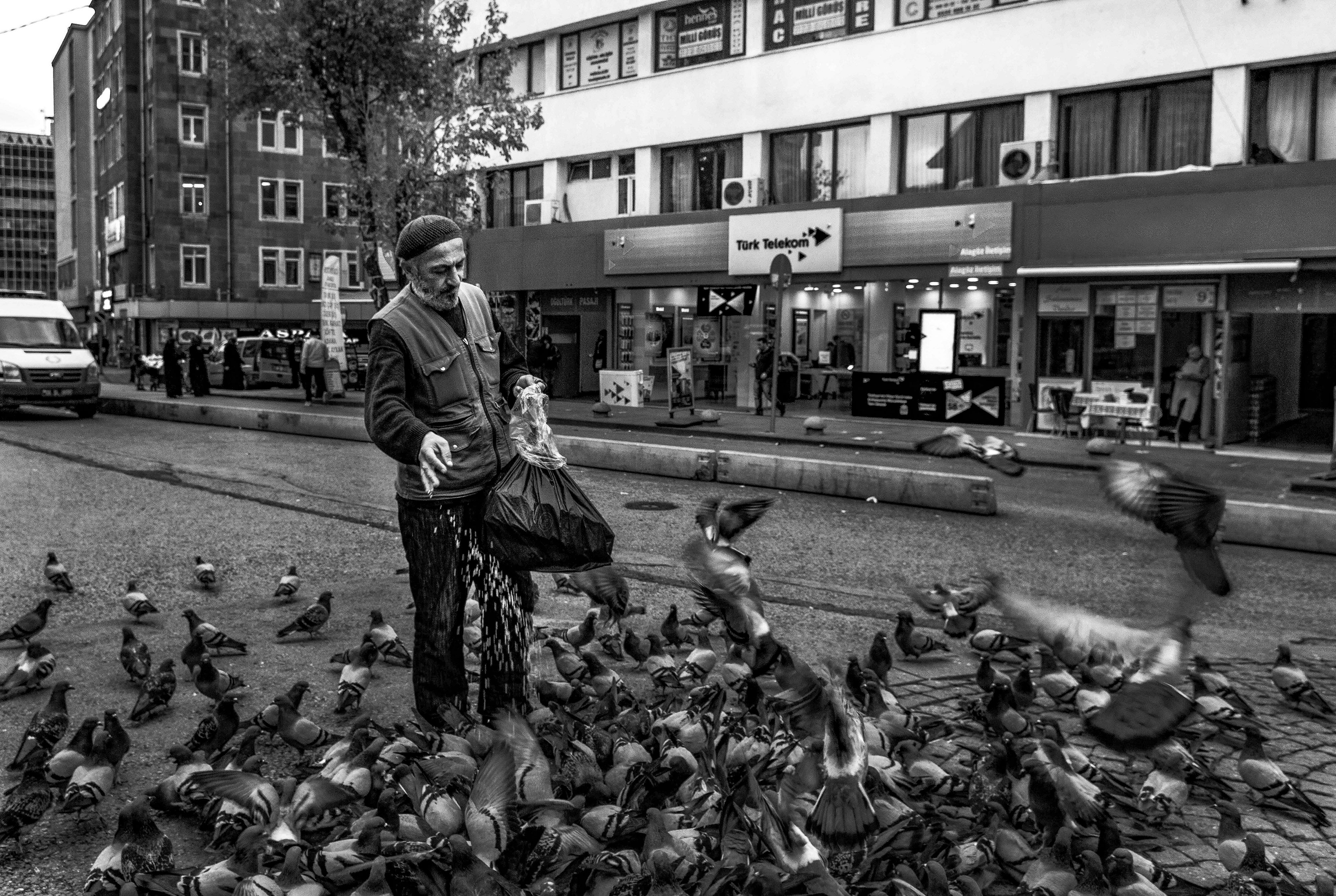 A Man Feeding Pigeons · Free Stock Photo
