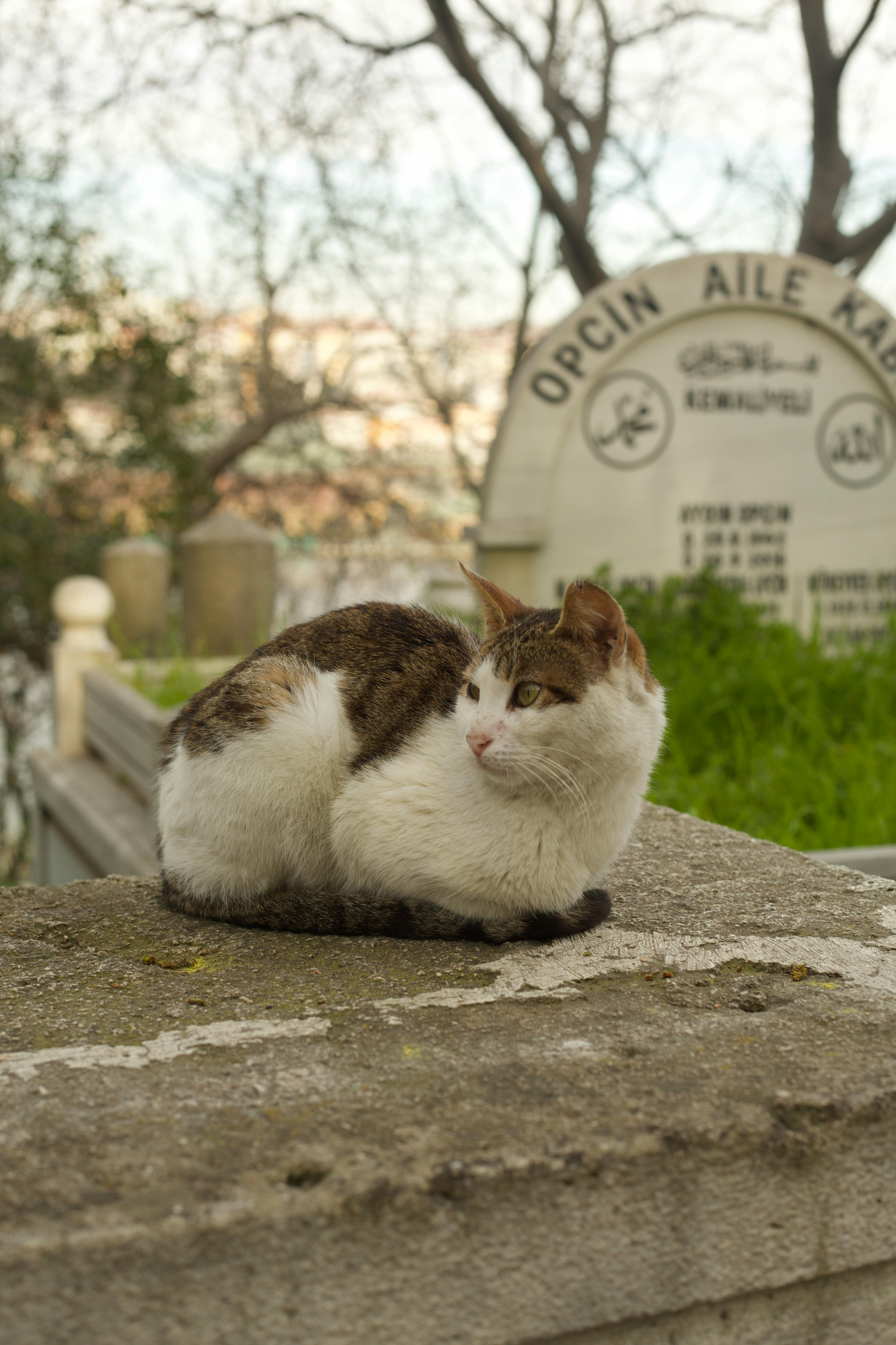 Close-up of a Cat Sitting on a Gravestone in a Cemetery · Free Stock Photo