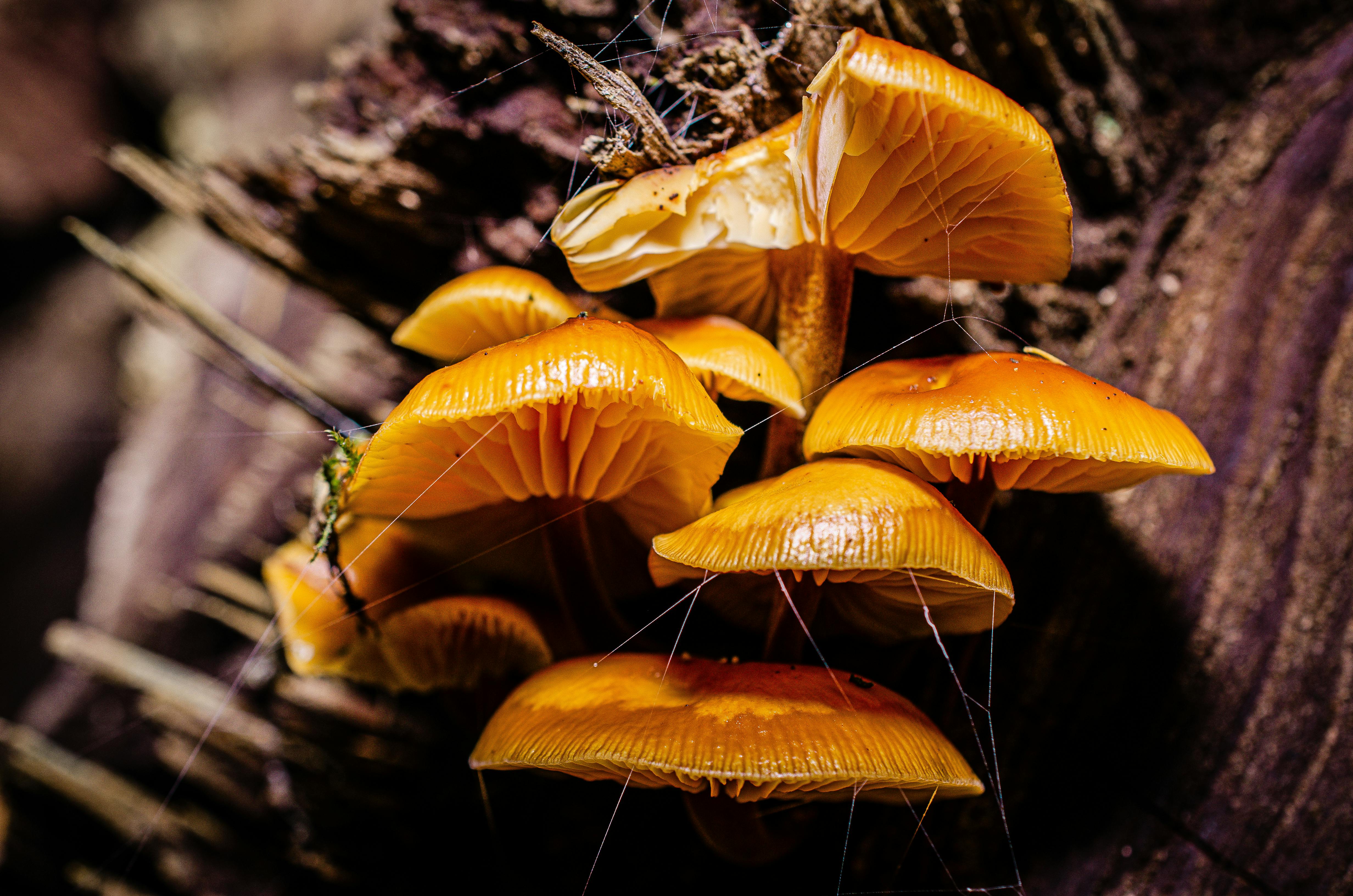 Golden Mushroom · Free Stock Photo