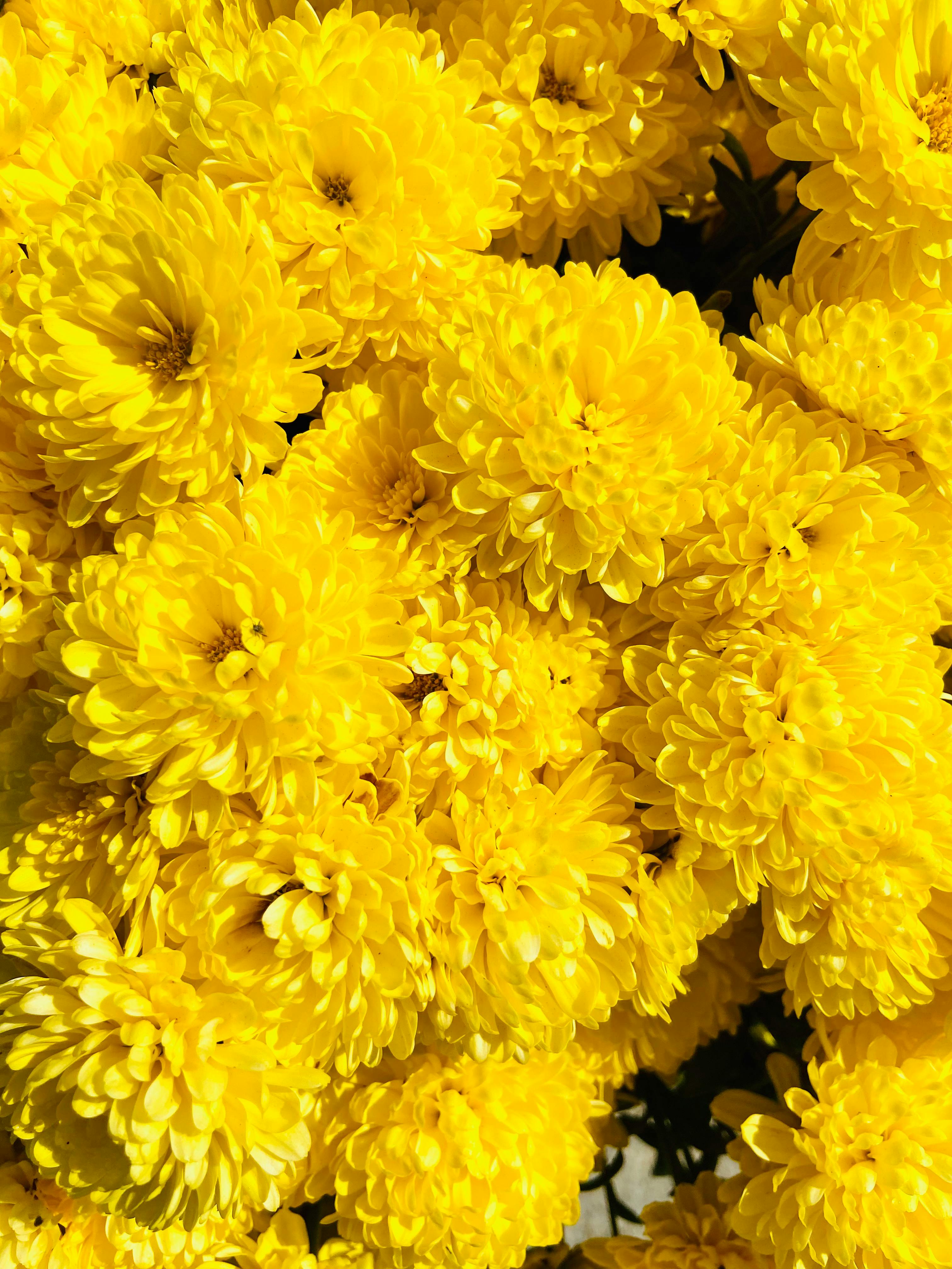 Barberton Daisy on Hand · Free Stock Photo