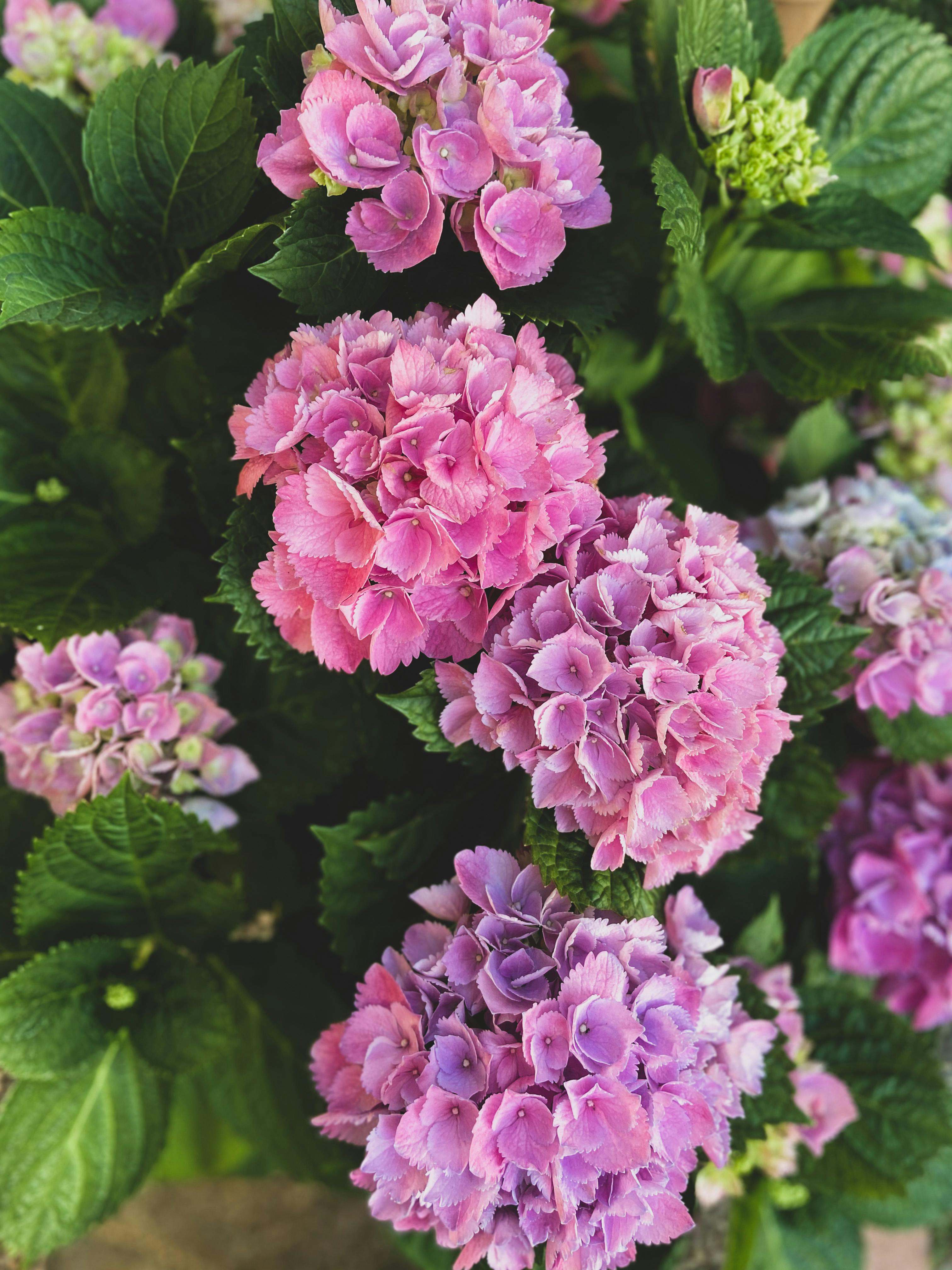 Barberton Daisy on Hand · Free Stock Photo