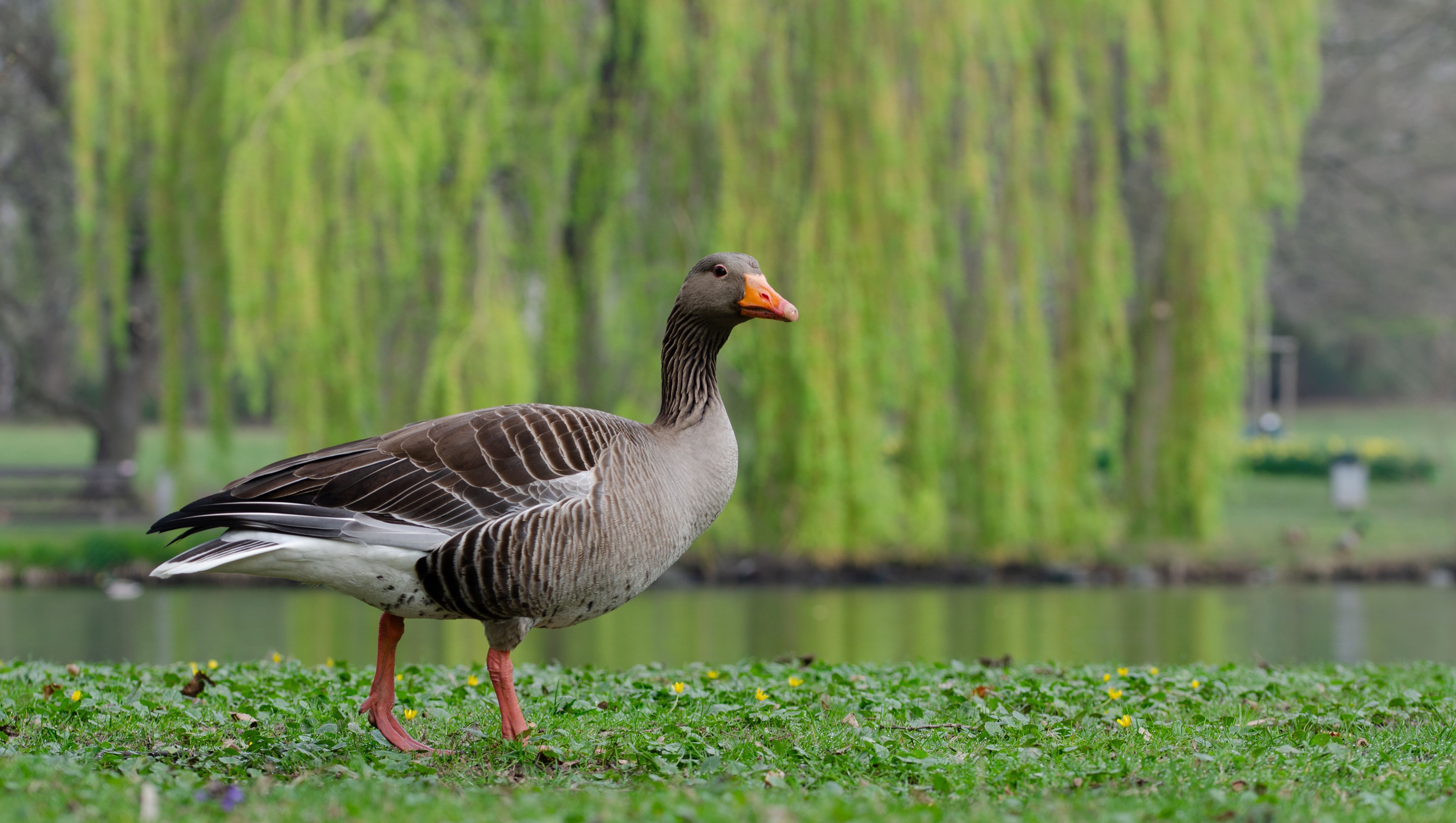 Goose by the Lake in a Park · Free Stock Photo