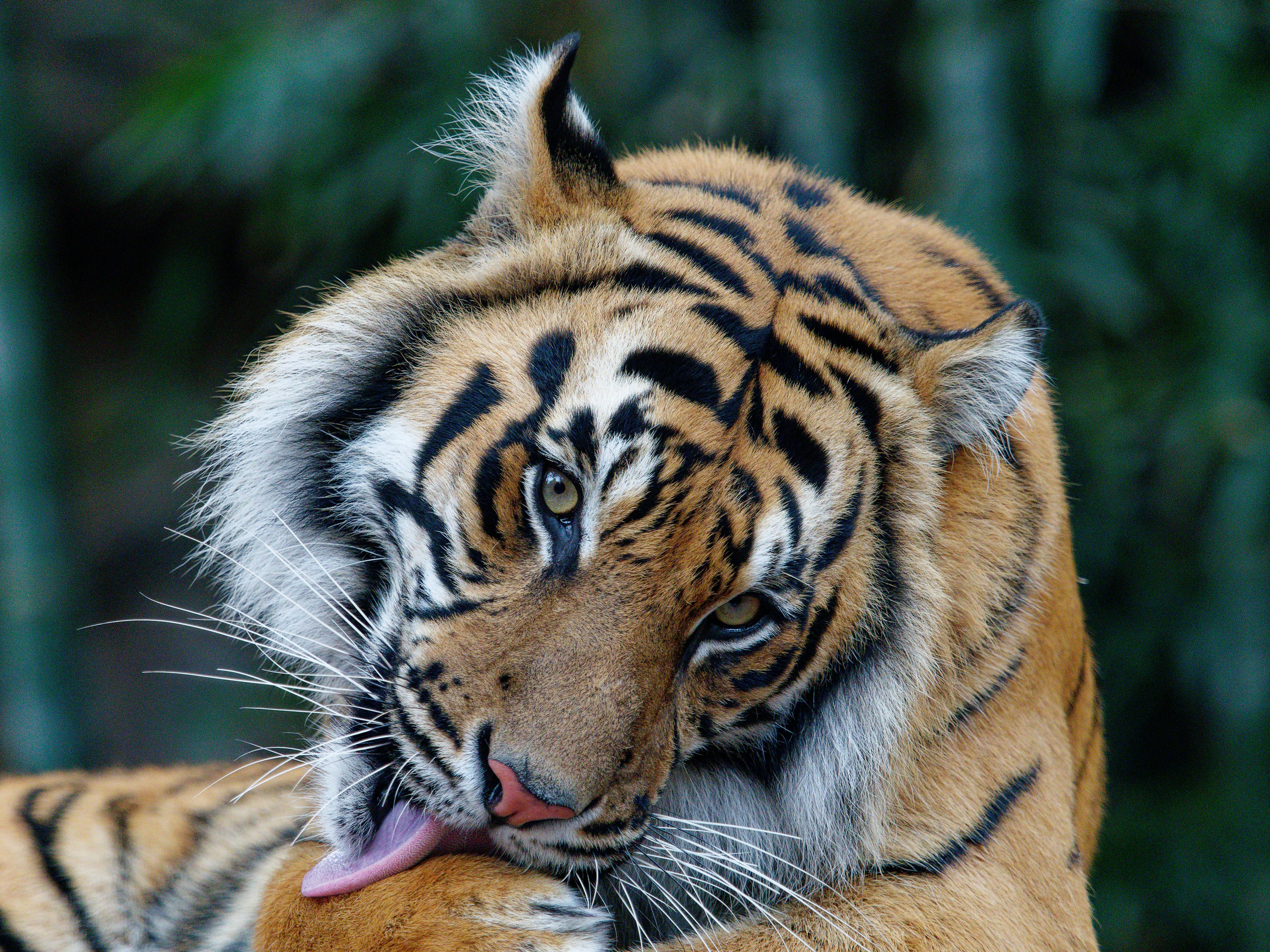 Closeup of a Tiger Washing Its Fur · Free Stock Photo