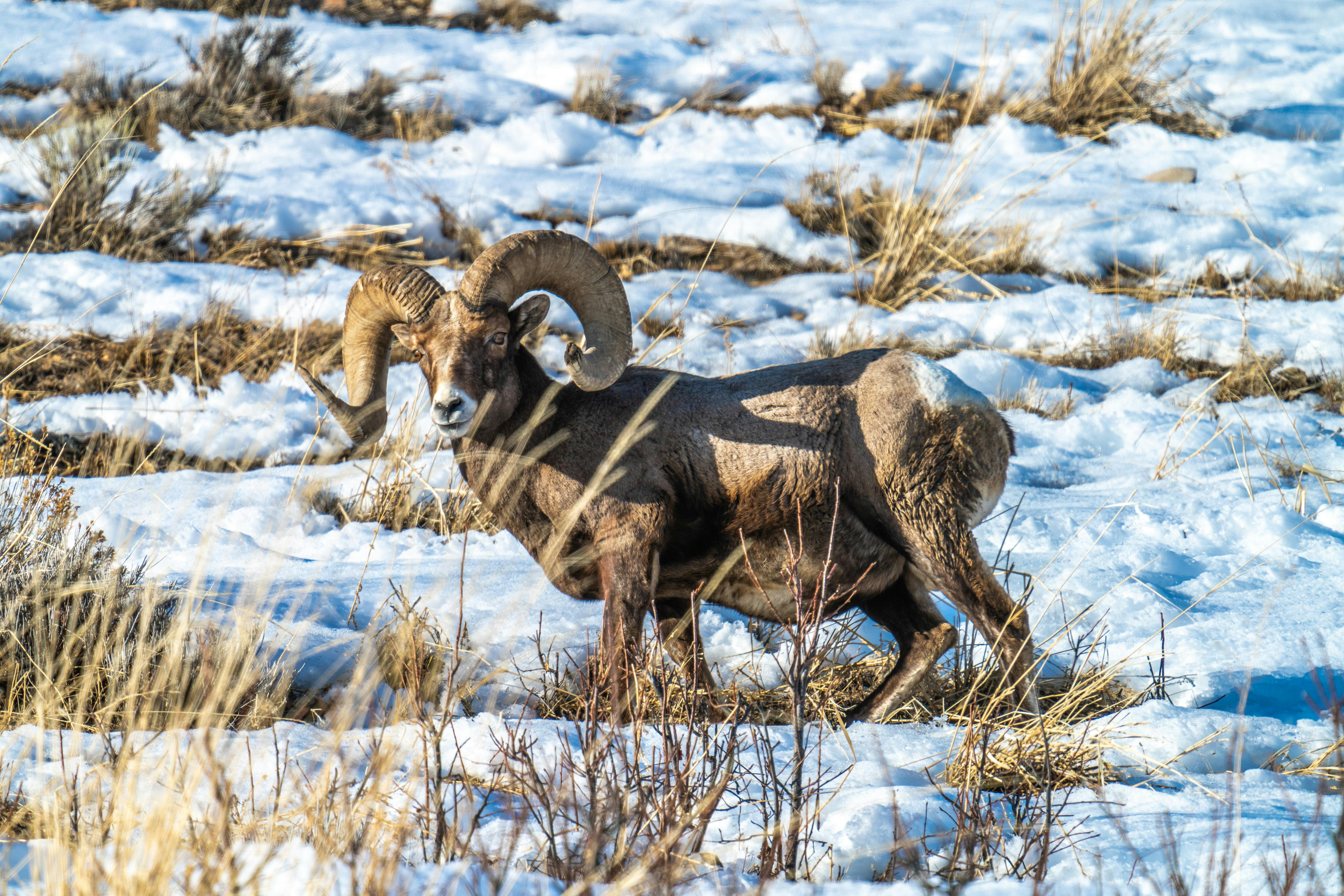 A Snow Sheep with Big Horns Standing on a Snowy Field · Free Stock Photo