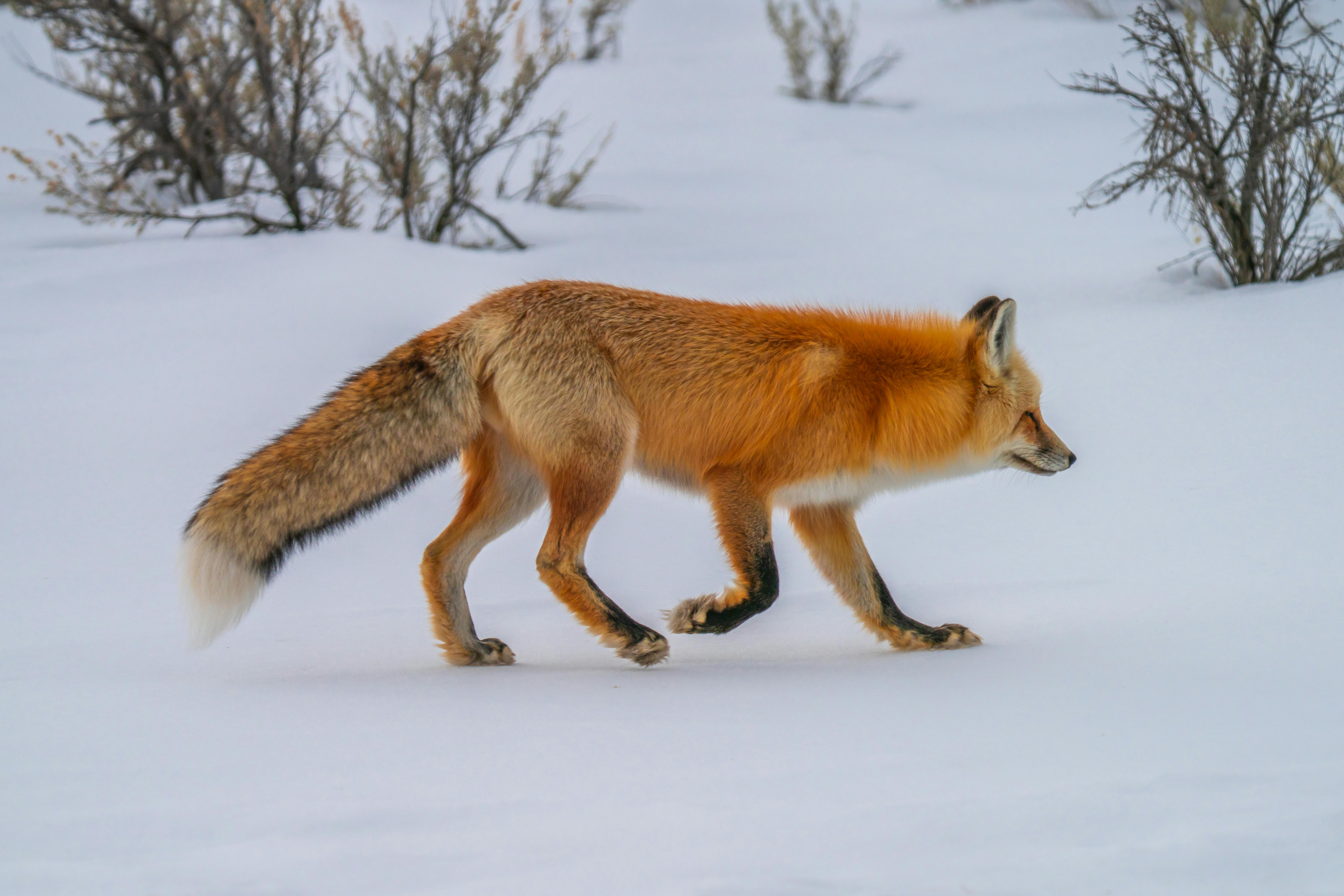 A red fox walking through the snow · Free Stock Photo