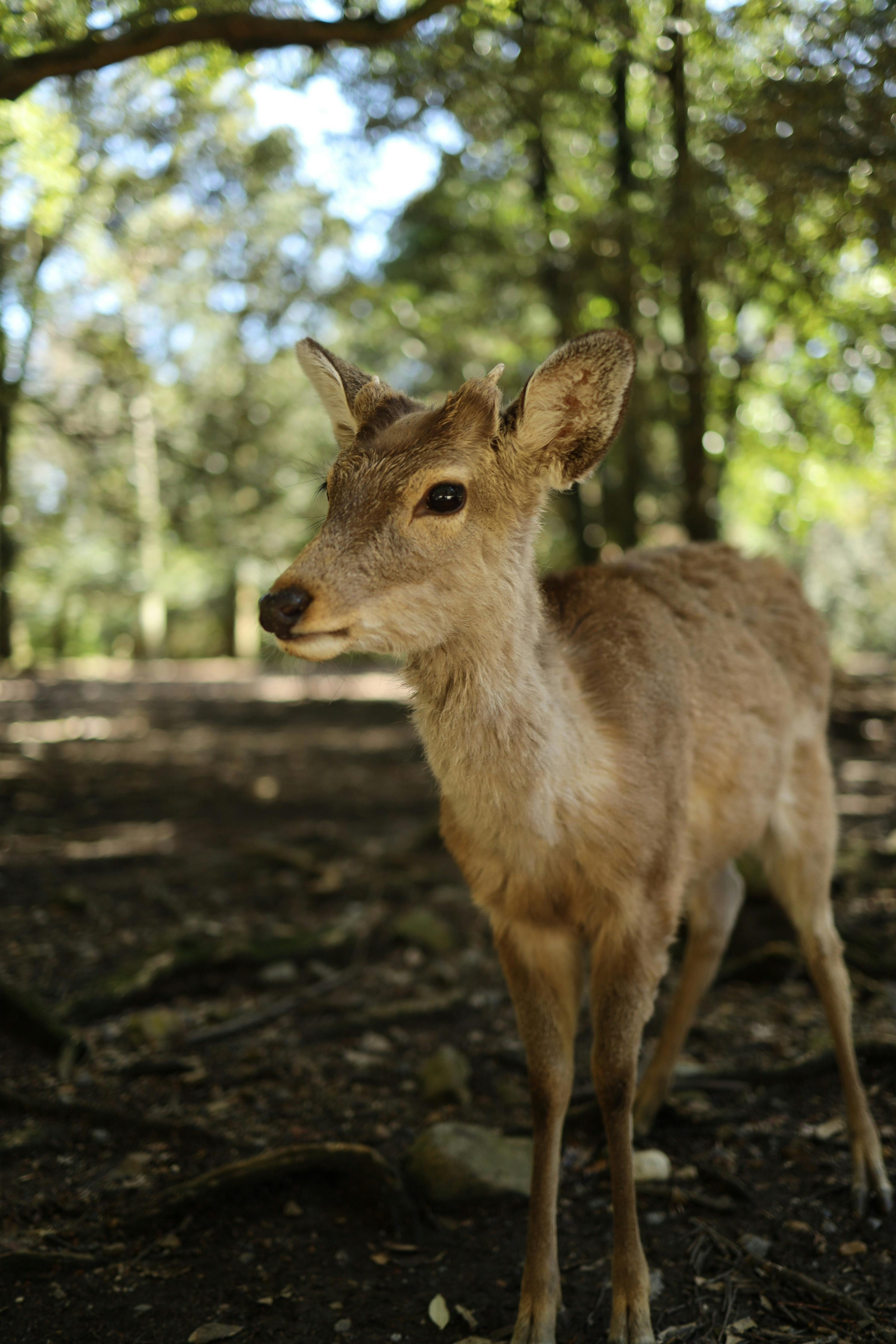 Deer In The Middle Of The Forest · Free Stock Photo