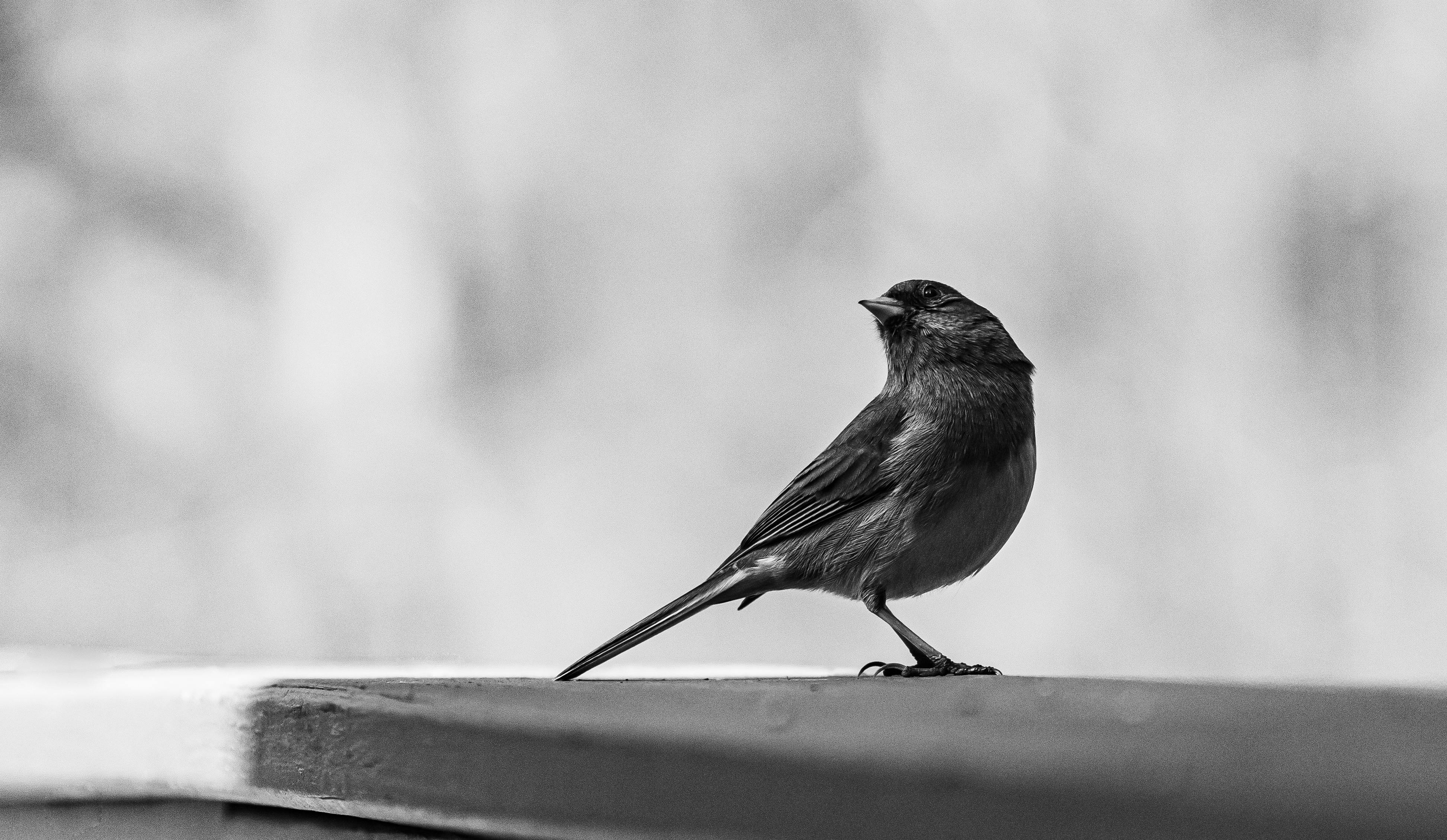 Mason McCall - Photography