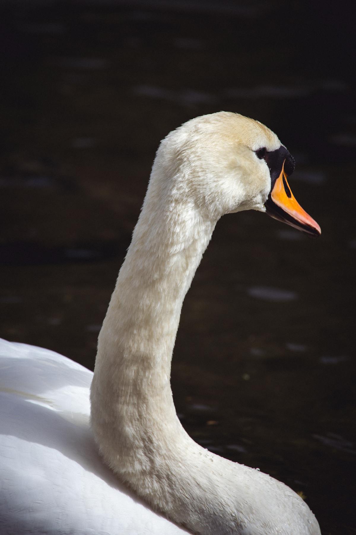 Swan Images Photos, Download The BEST Free Swan Images Stock Photos ...