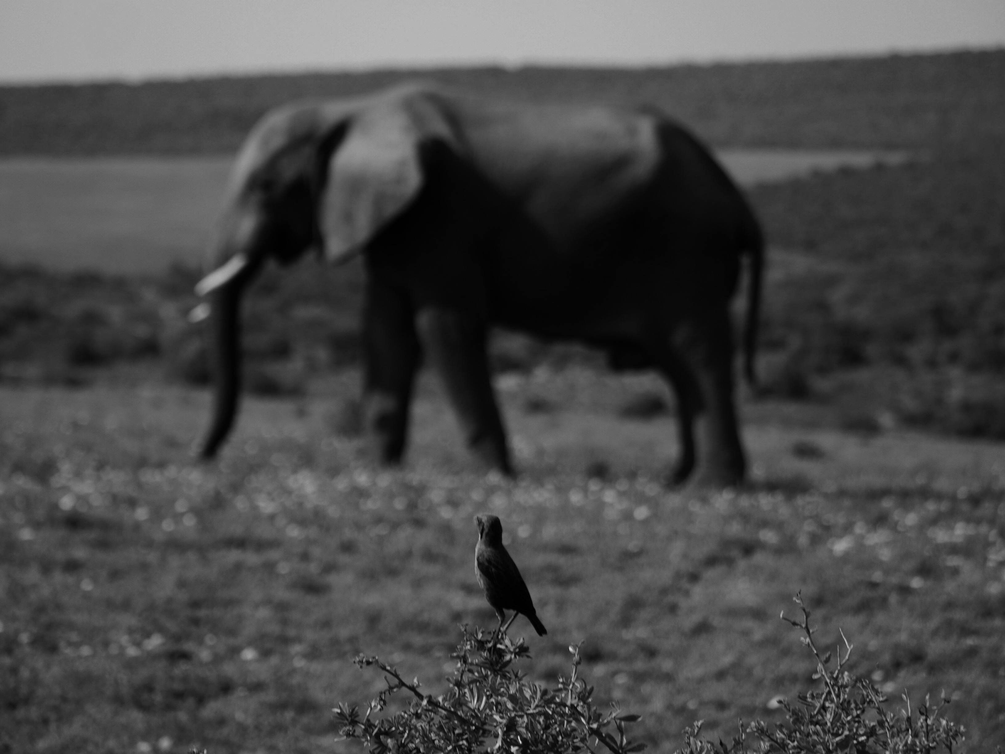 Black and White Photography of a Bird and an Elephant on a Grassland ...