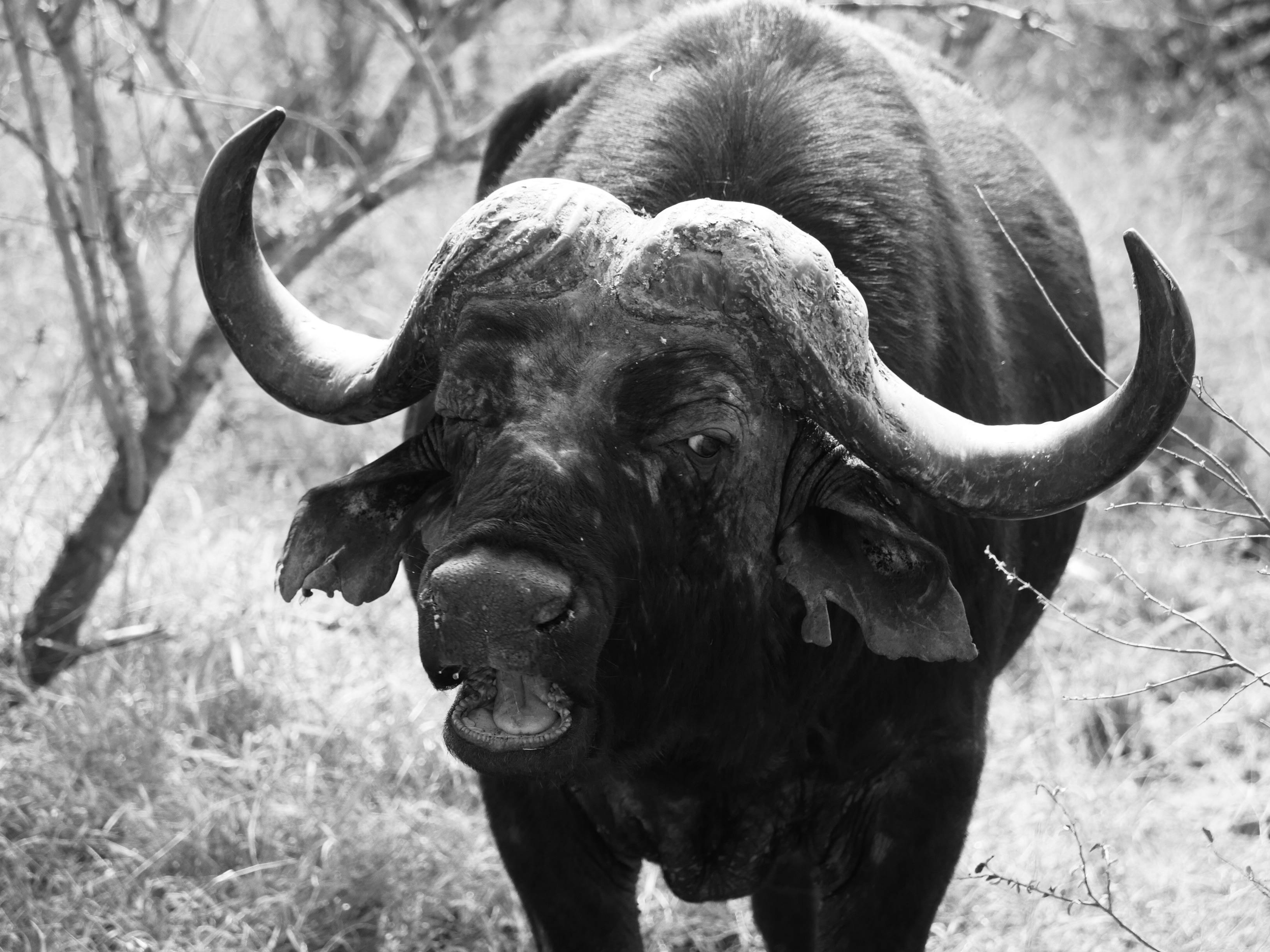 Close-Up Photography of Buffalo · Free Stock Photo