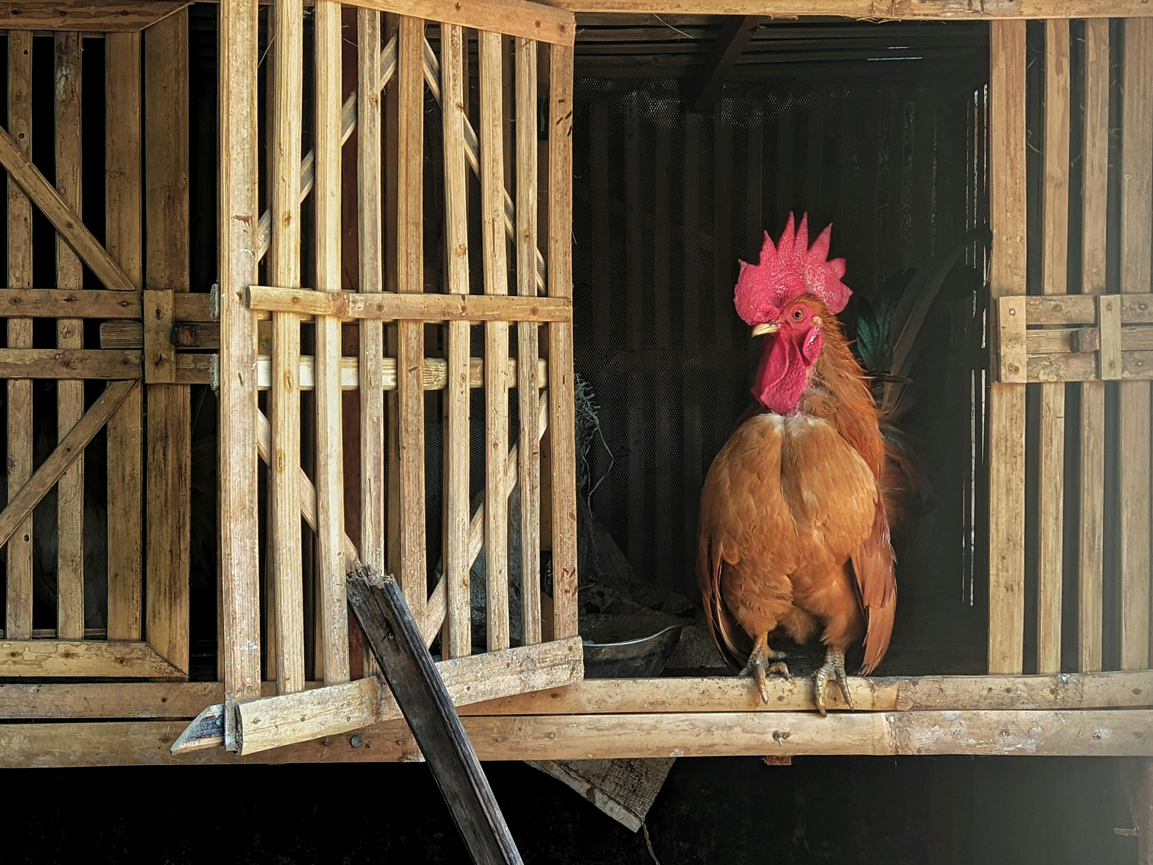rooster, ayam jago , chiken , short-legged Bantam chicken · Free Stock ...