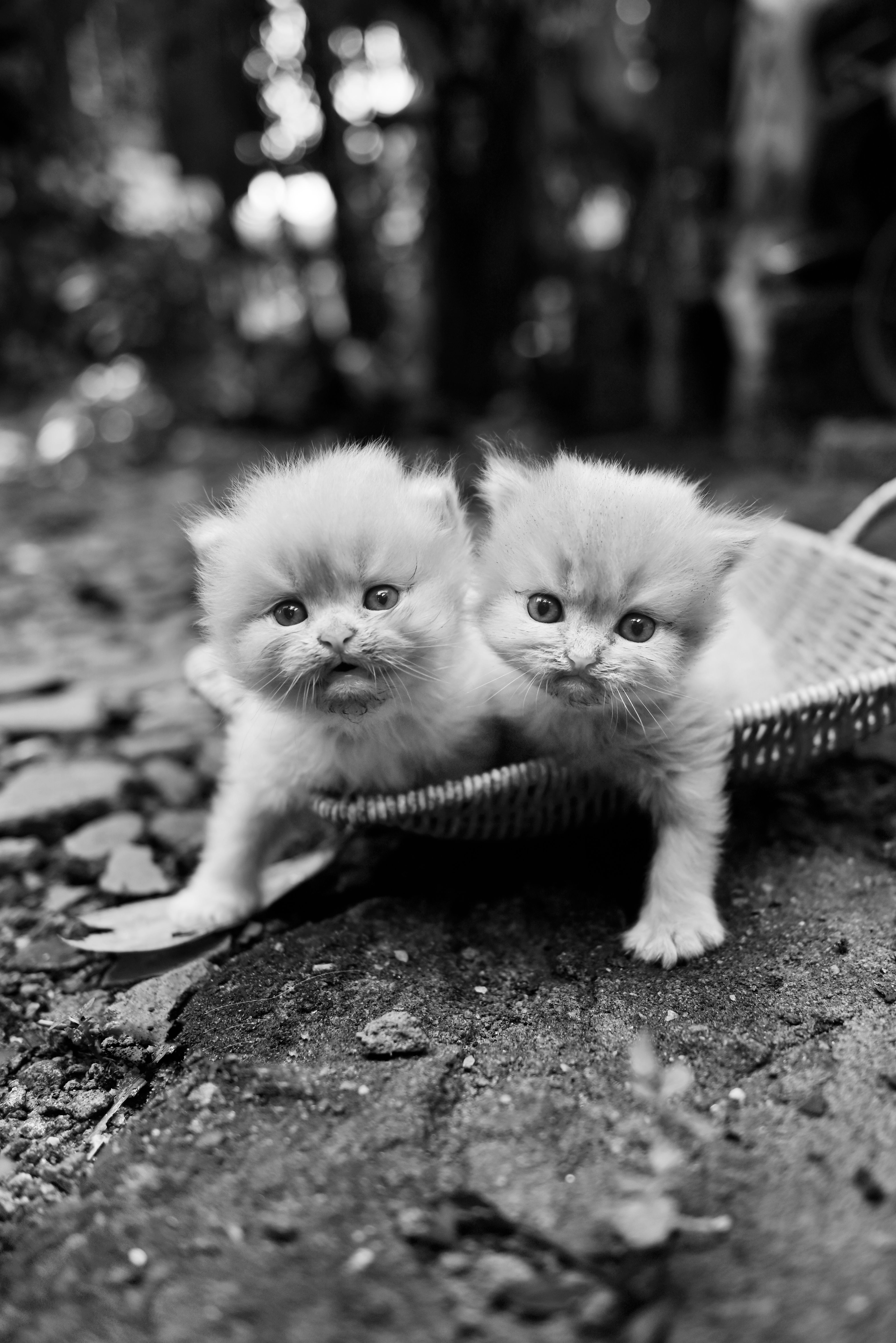 Kittens Mix Photos, Download The BEST Free Kittens Mix Stock Photos ...