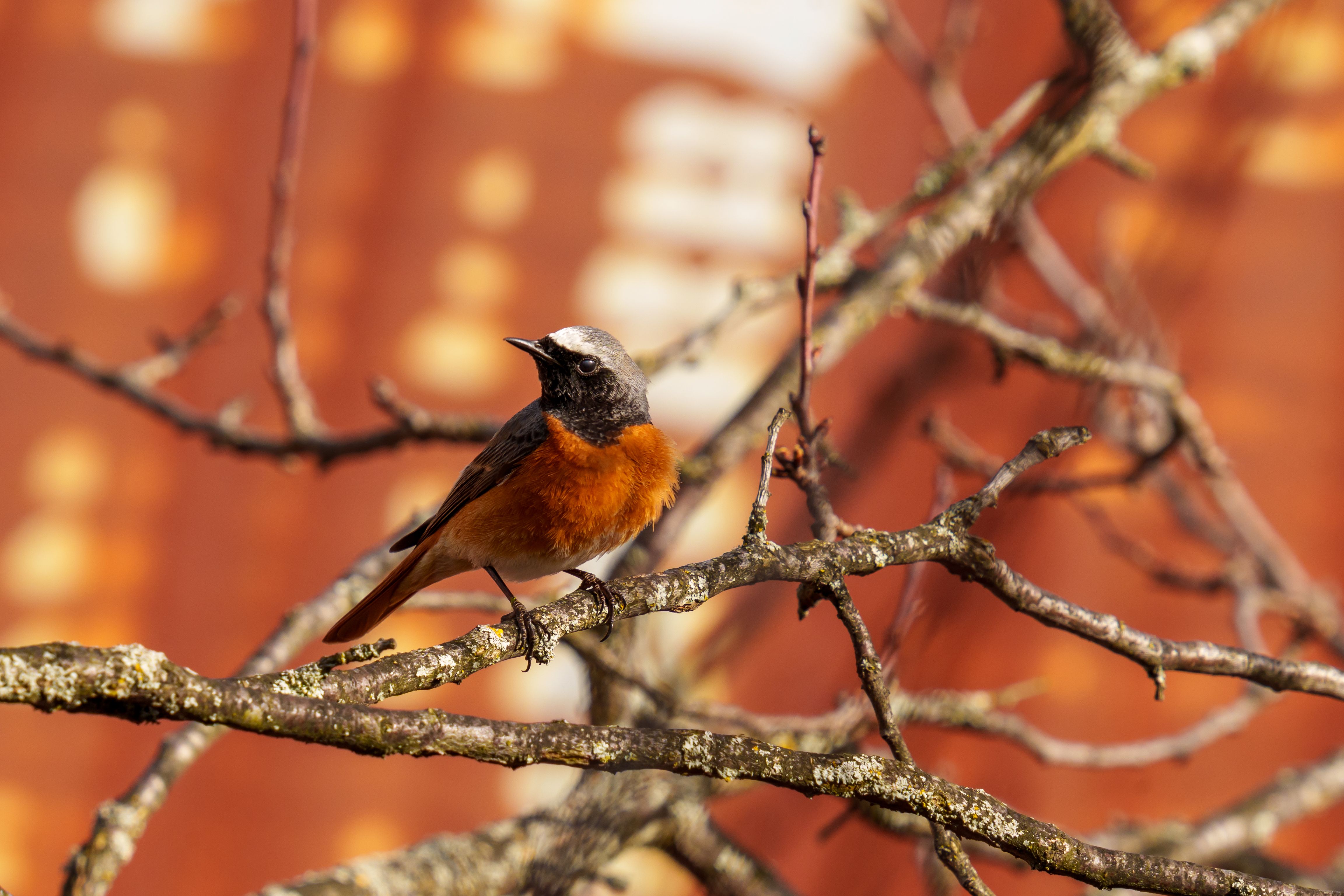 The common redstart (Phoenicurus phoenicurus), or often simply redstart ...