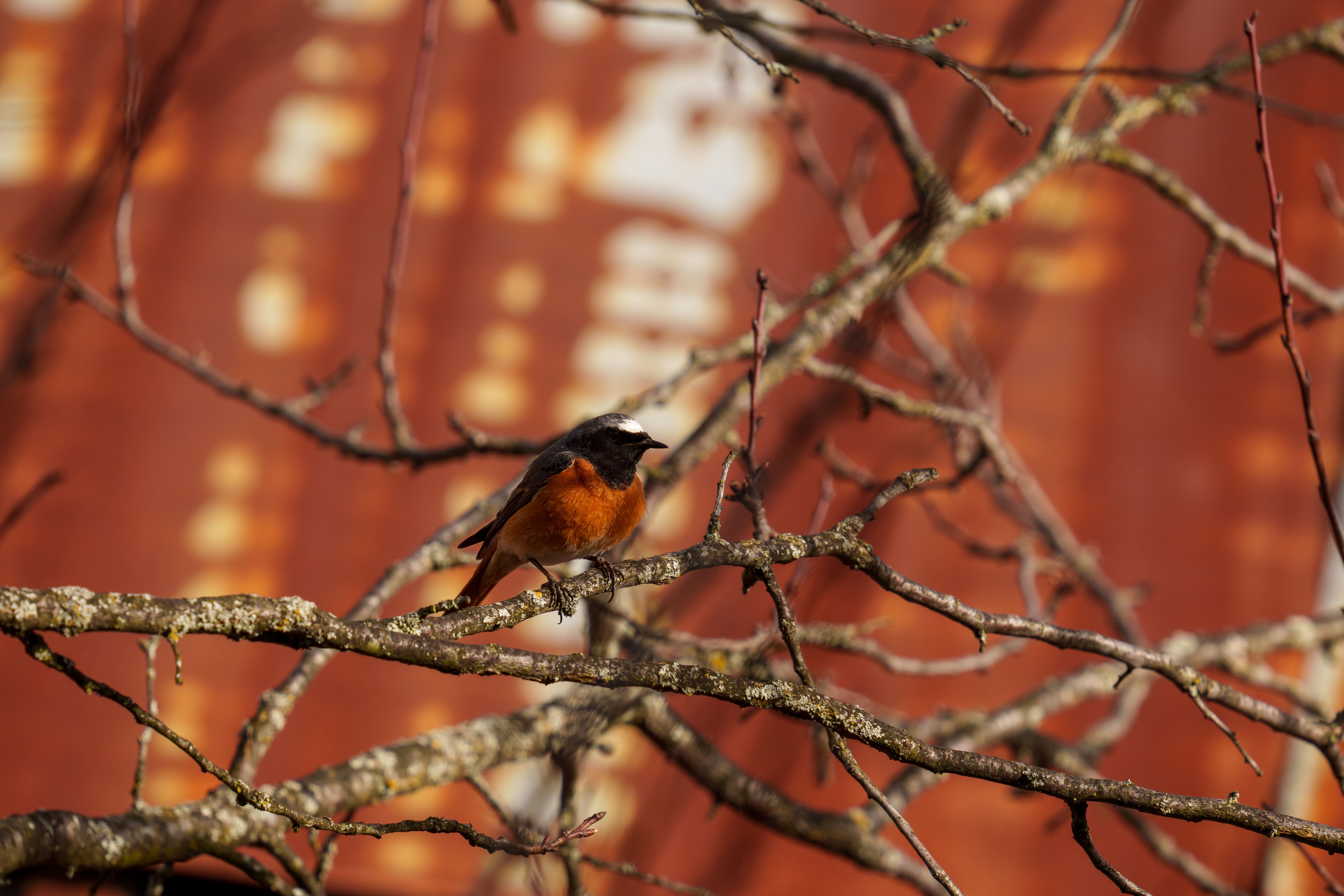 The common redstart (Phoenicurus phoenicurus), or often simply redstart ...