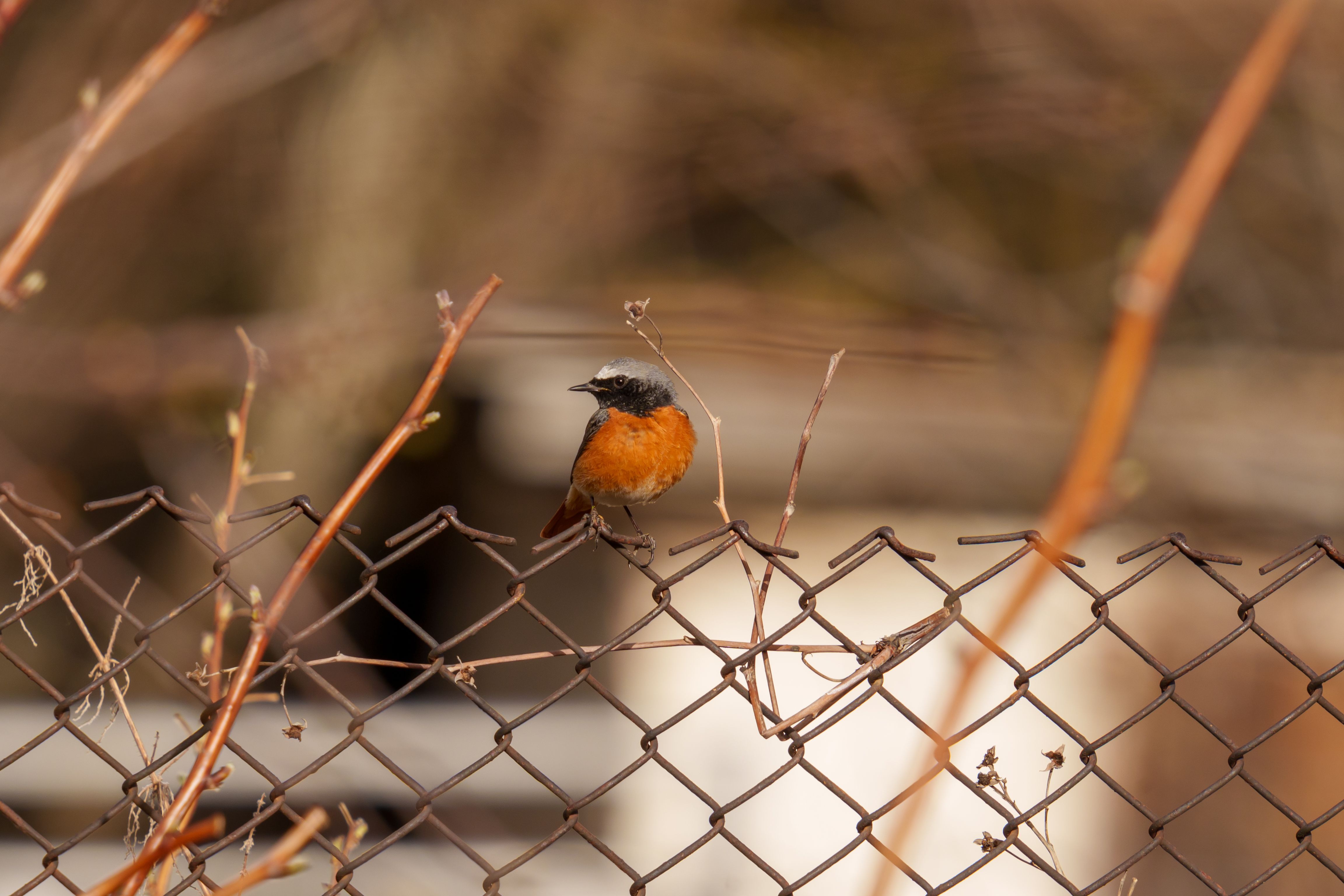 The common redstart (Phoenicurus phoenicurus), or often simply redstart ...