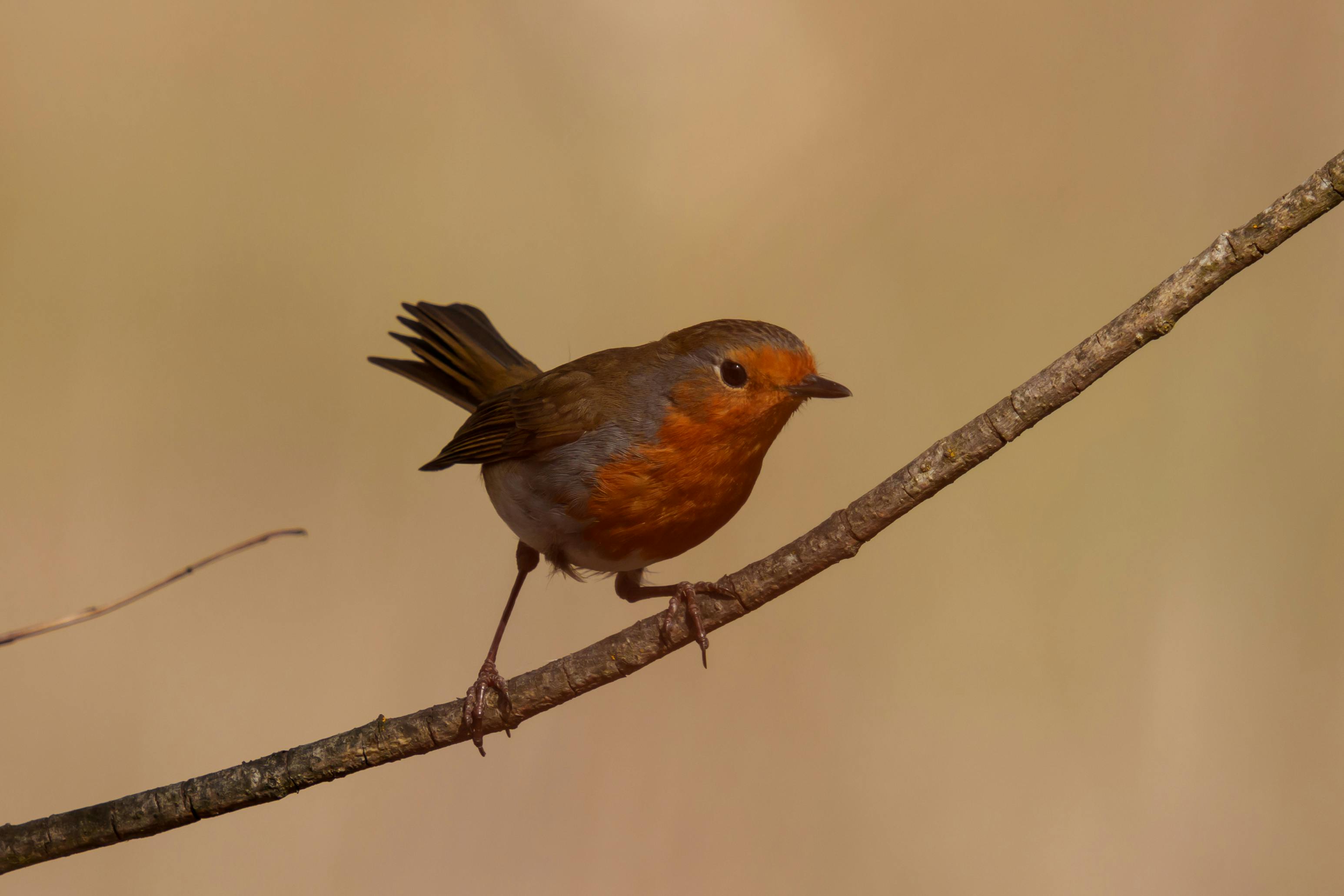 European robin on branch in early spring · Free Stock Photo