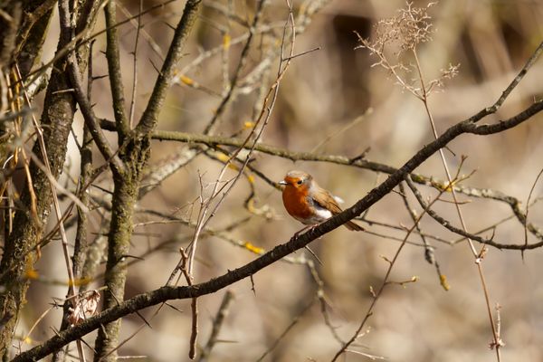 Red Robin Bird In Winter Photos, Download The BEST Free Red Robin Bird ...