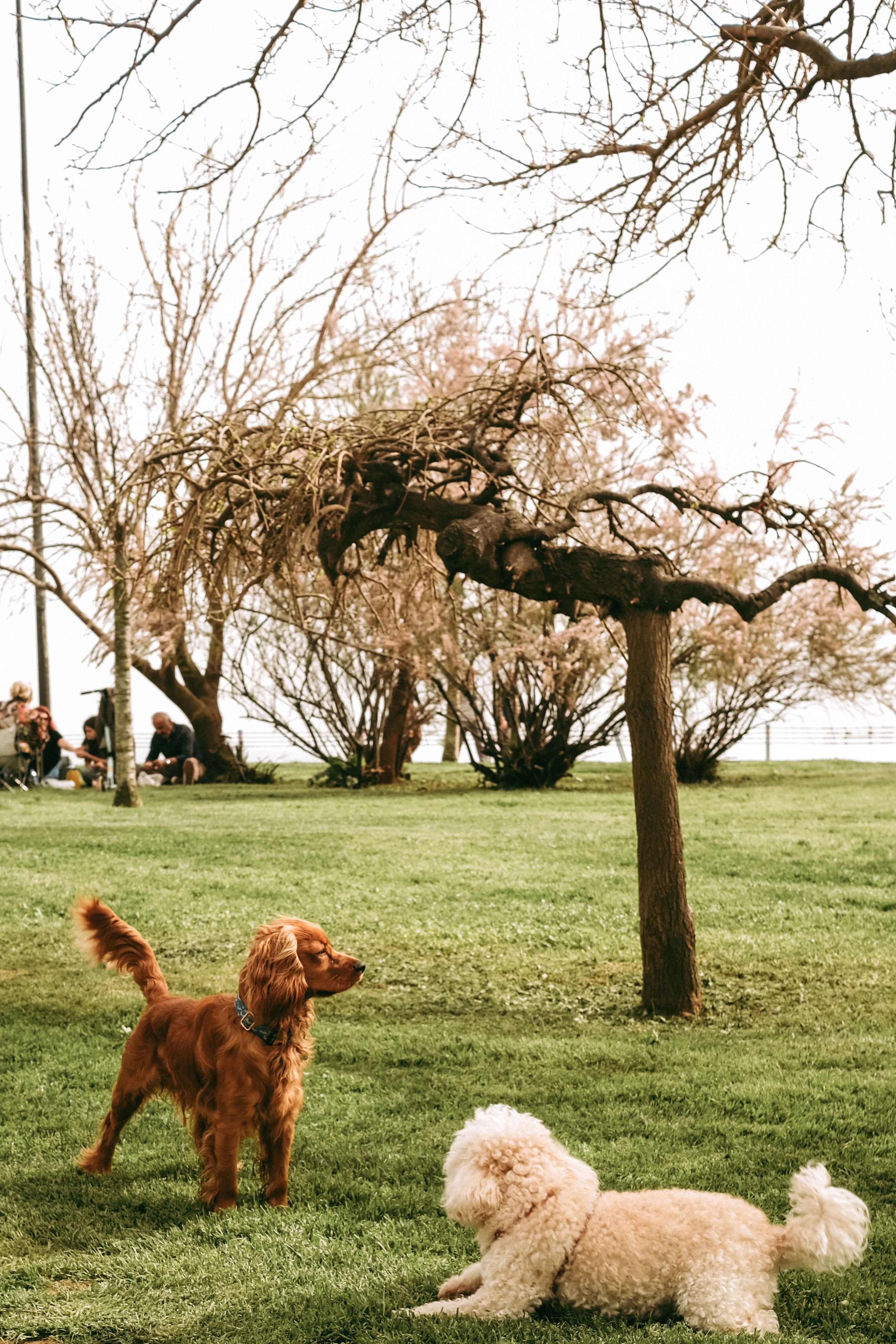 Dogs Playing at Park · Free Stock Photo