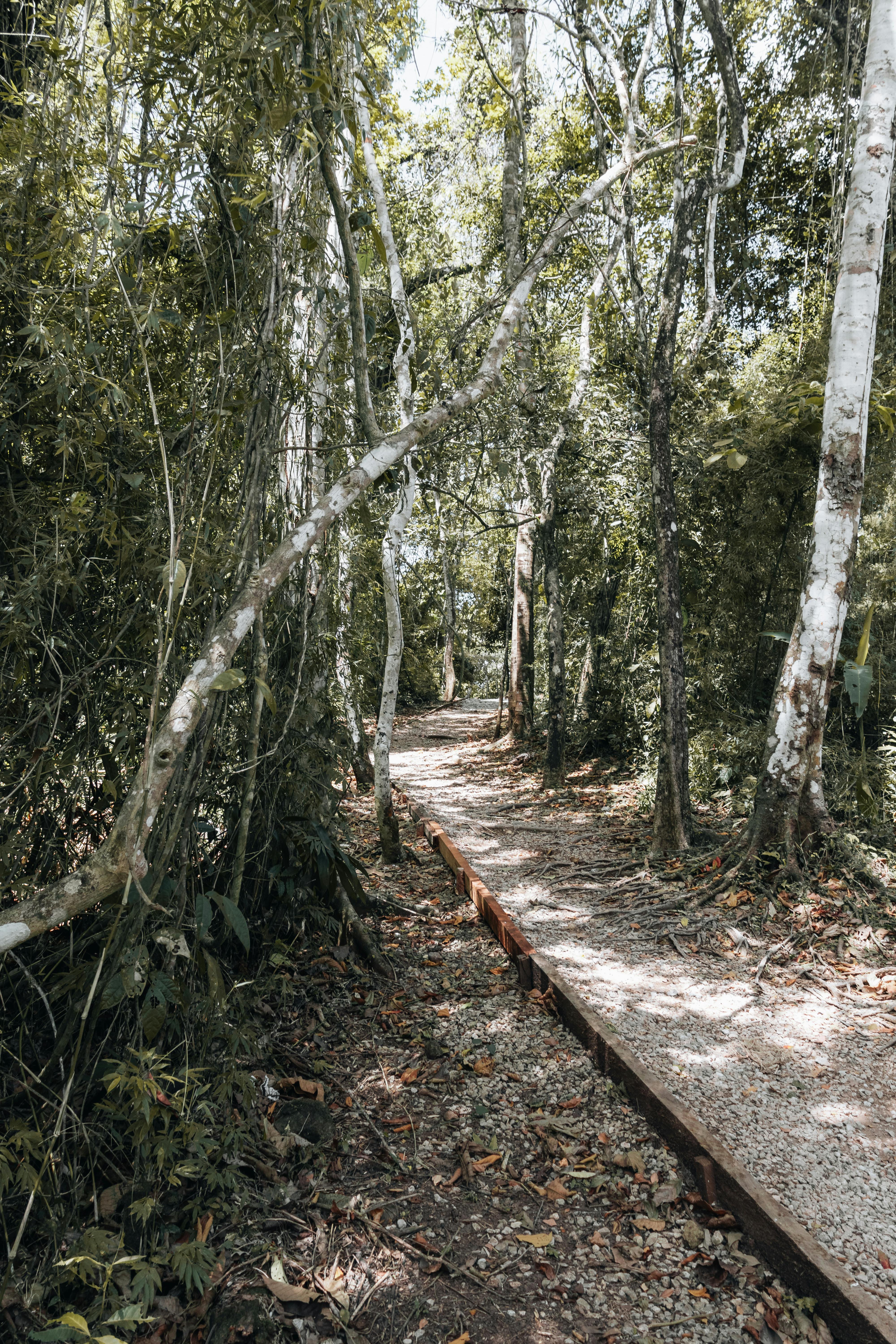 Stone path in the Metropolitan Park in Panama · Free Stock Photo