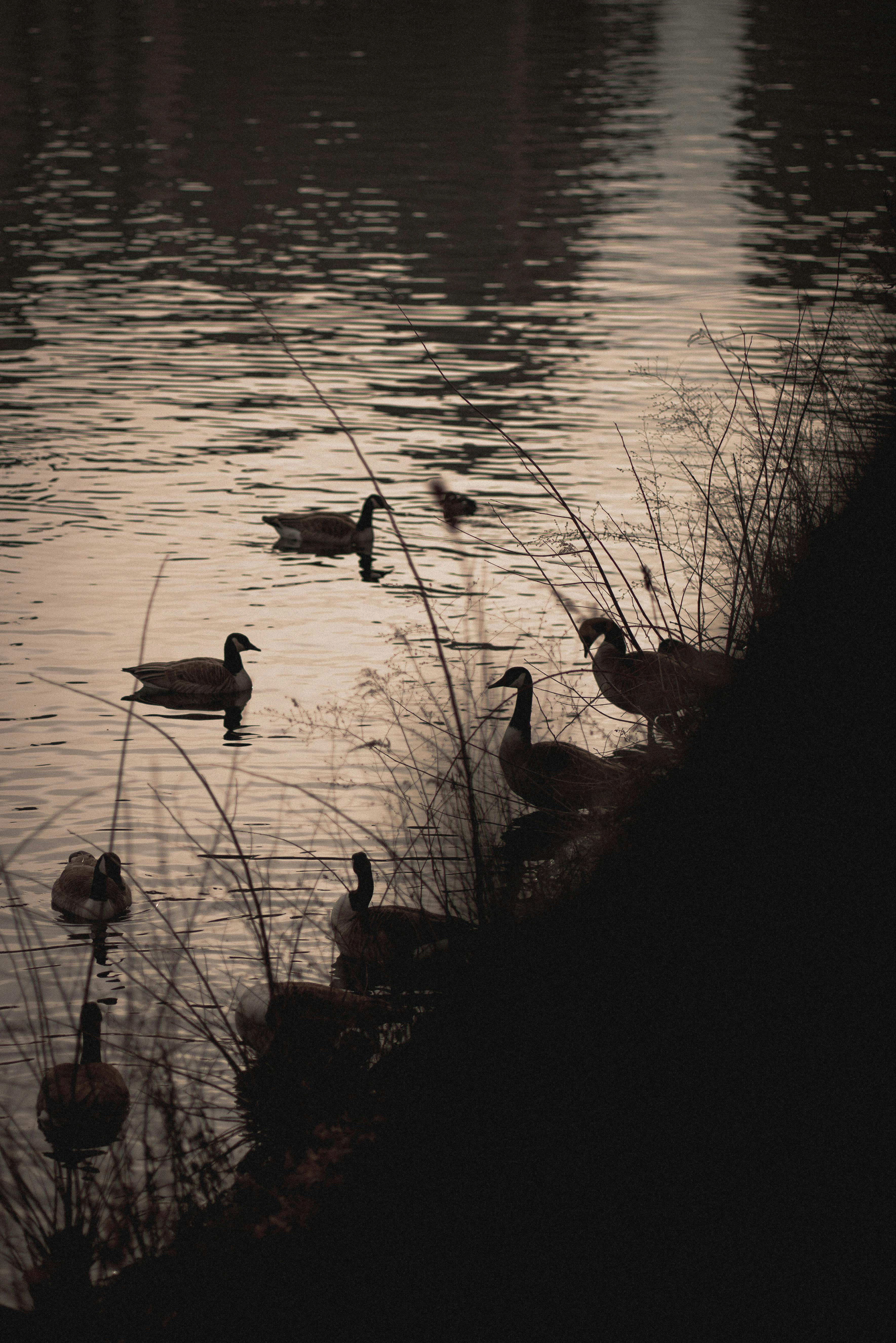 Geese on Lake · Free Stock Photo