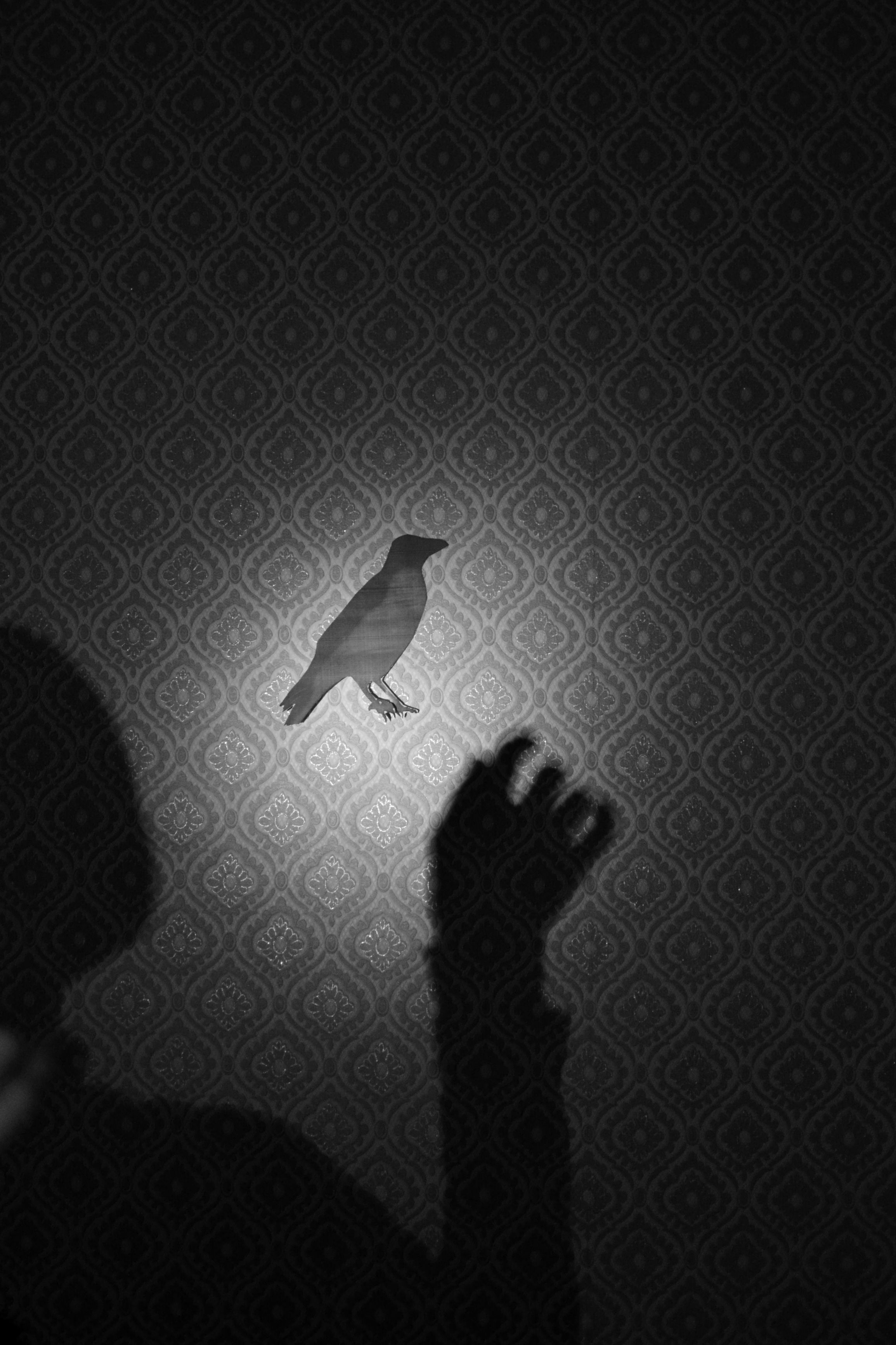 The shadow of a bird on a wall · Free Stock Photo
