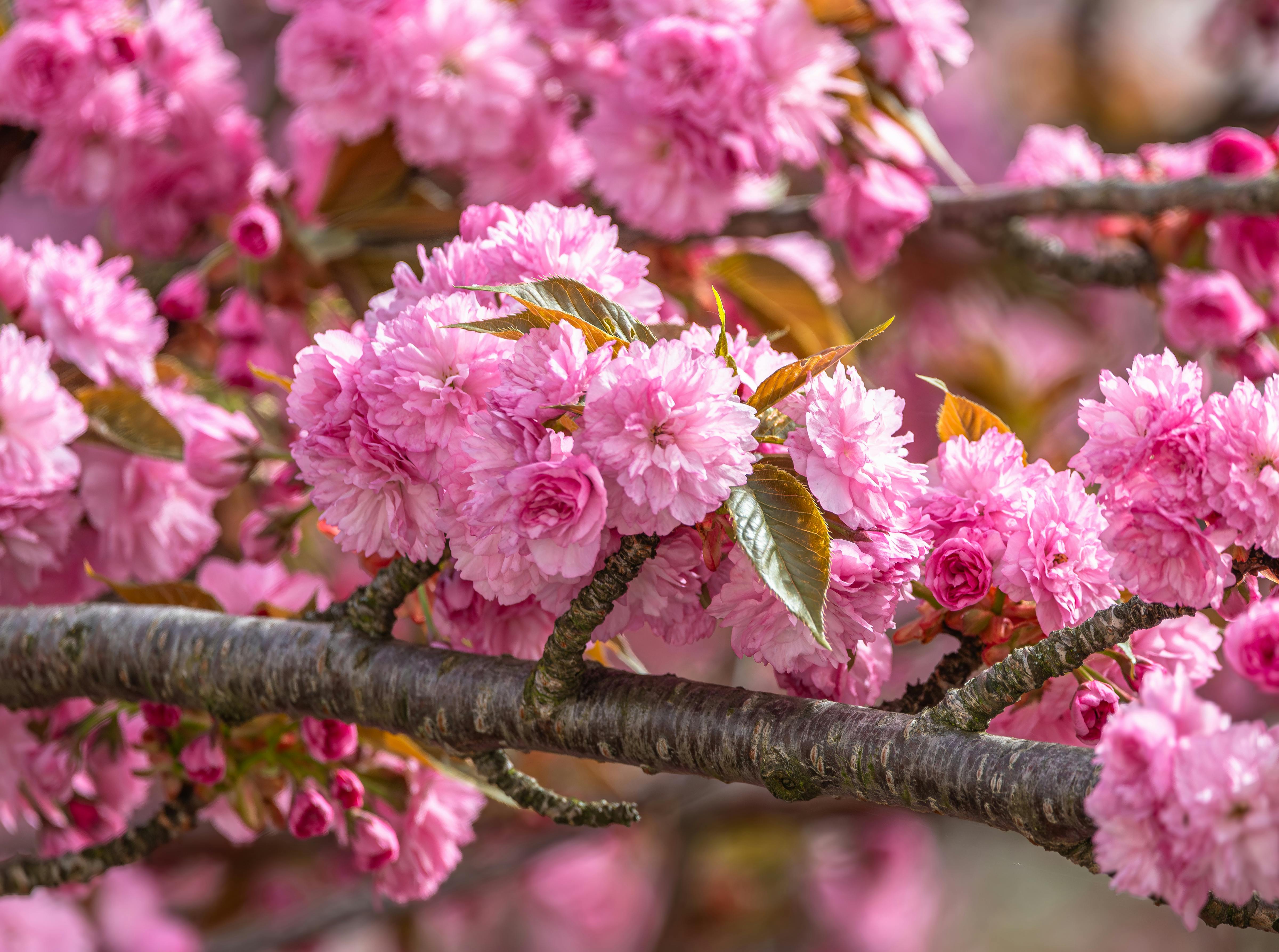 Japanese Pink Tree Photos, Download The BEST Free Japanese Pink Tree ...