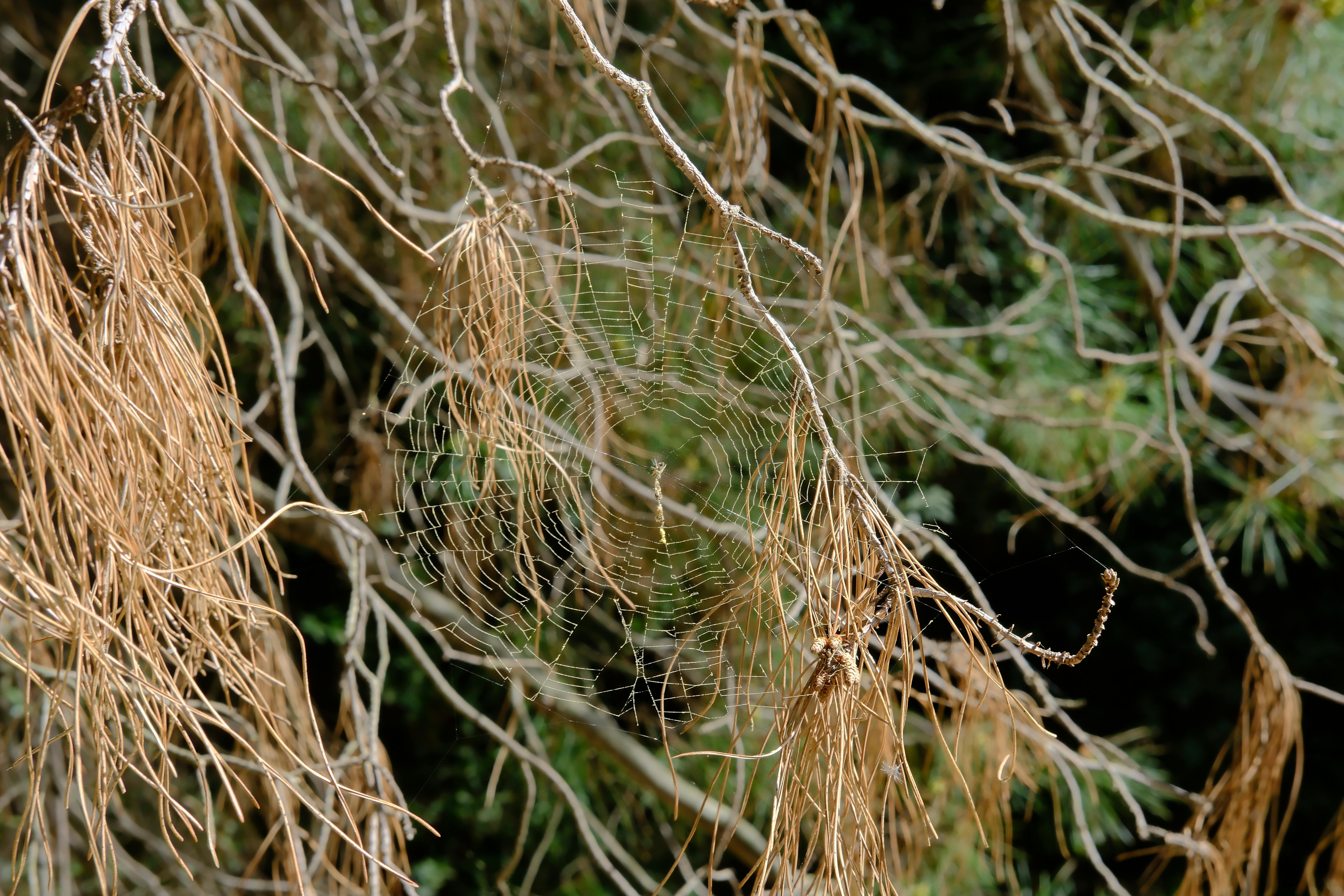 Cobweb between Pine Tree Branches · Free Stock Photo