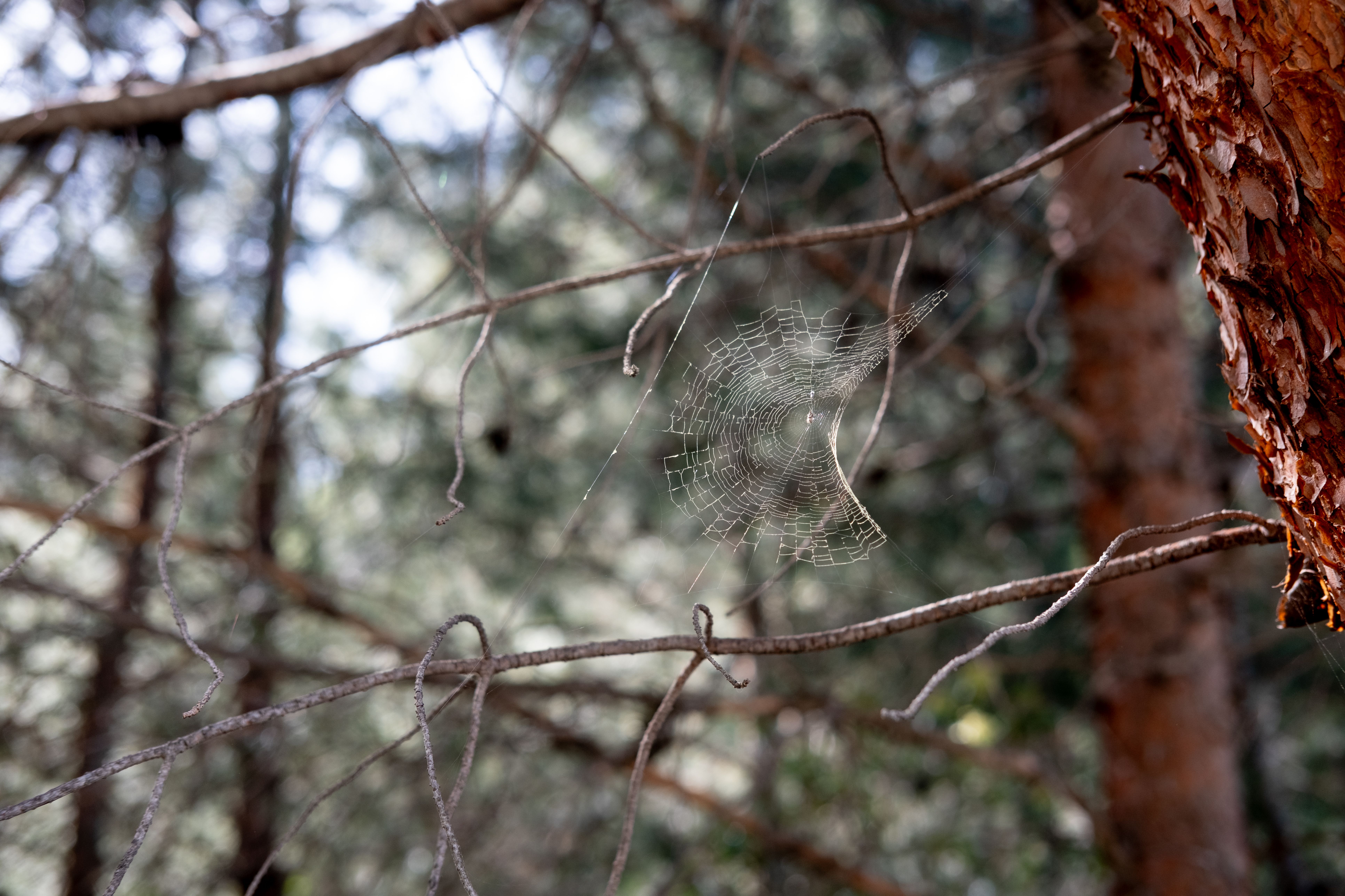 Bare Branches and Spiderweb in Forest · Free Stock Photo