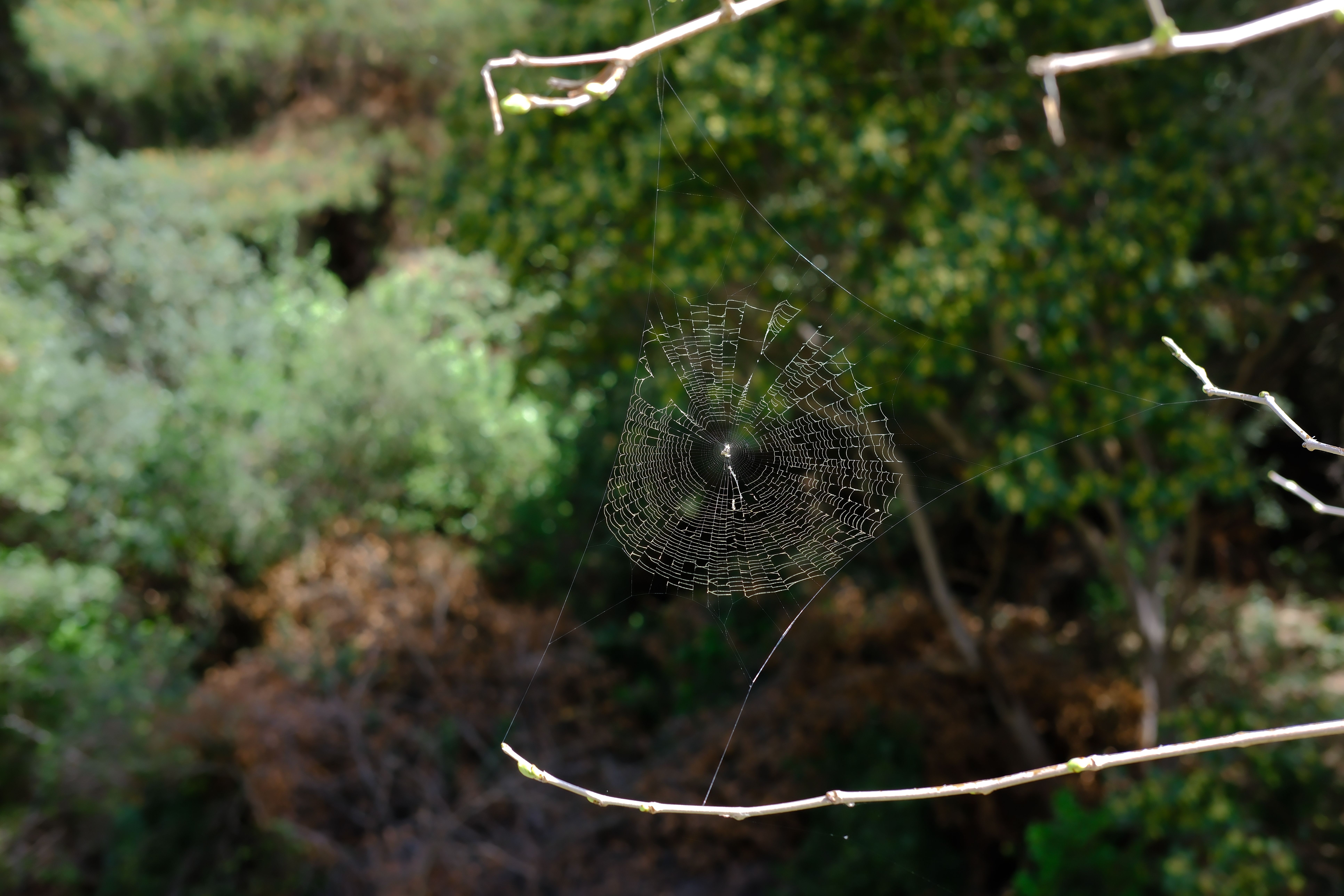 Close-up of a Wet Spiderweb between Branches in a Forest · Free Stock Photo
