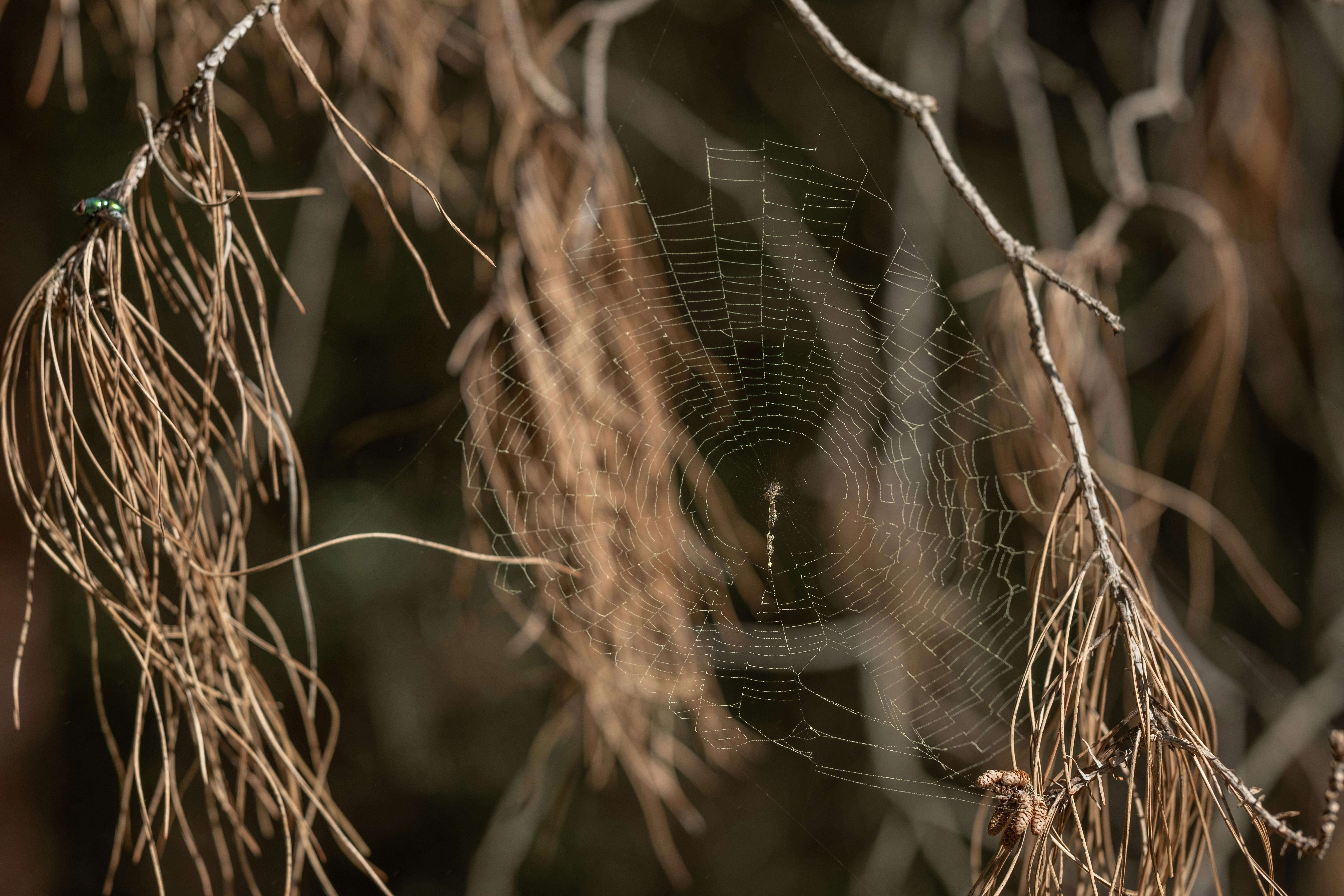 Small Cobweb Hanging on Pine Tree Branches · Free Stock Photo