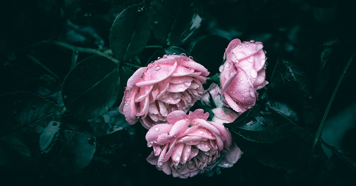 Raindrops on Pink Roses · Free Stock Photo Raindrops on Pink Roses · Free Stock Photo