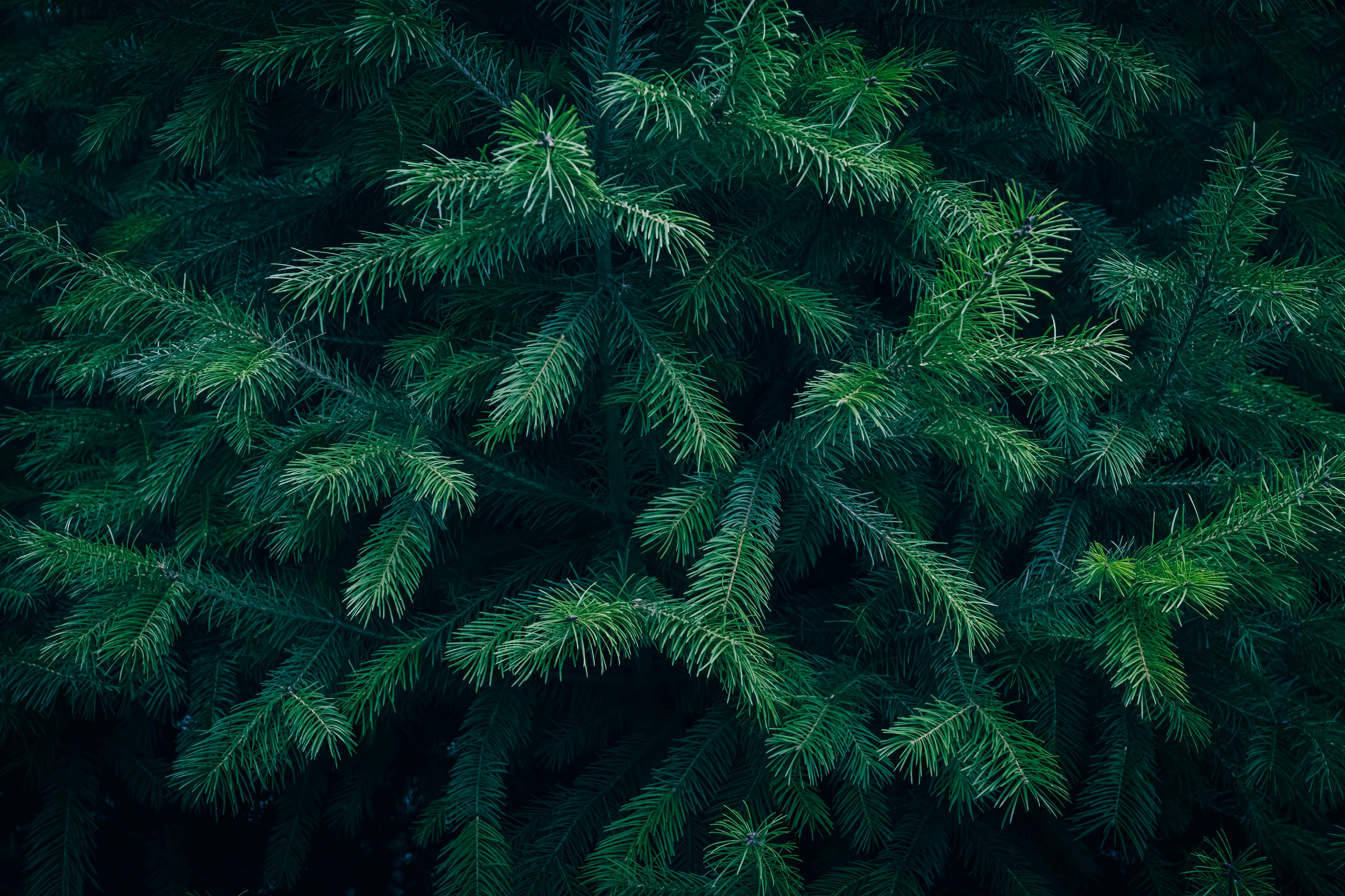 Young evergreen Fir tree branches texture pattern · Free Stock Photo