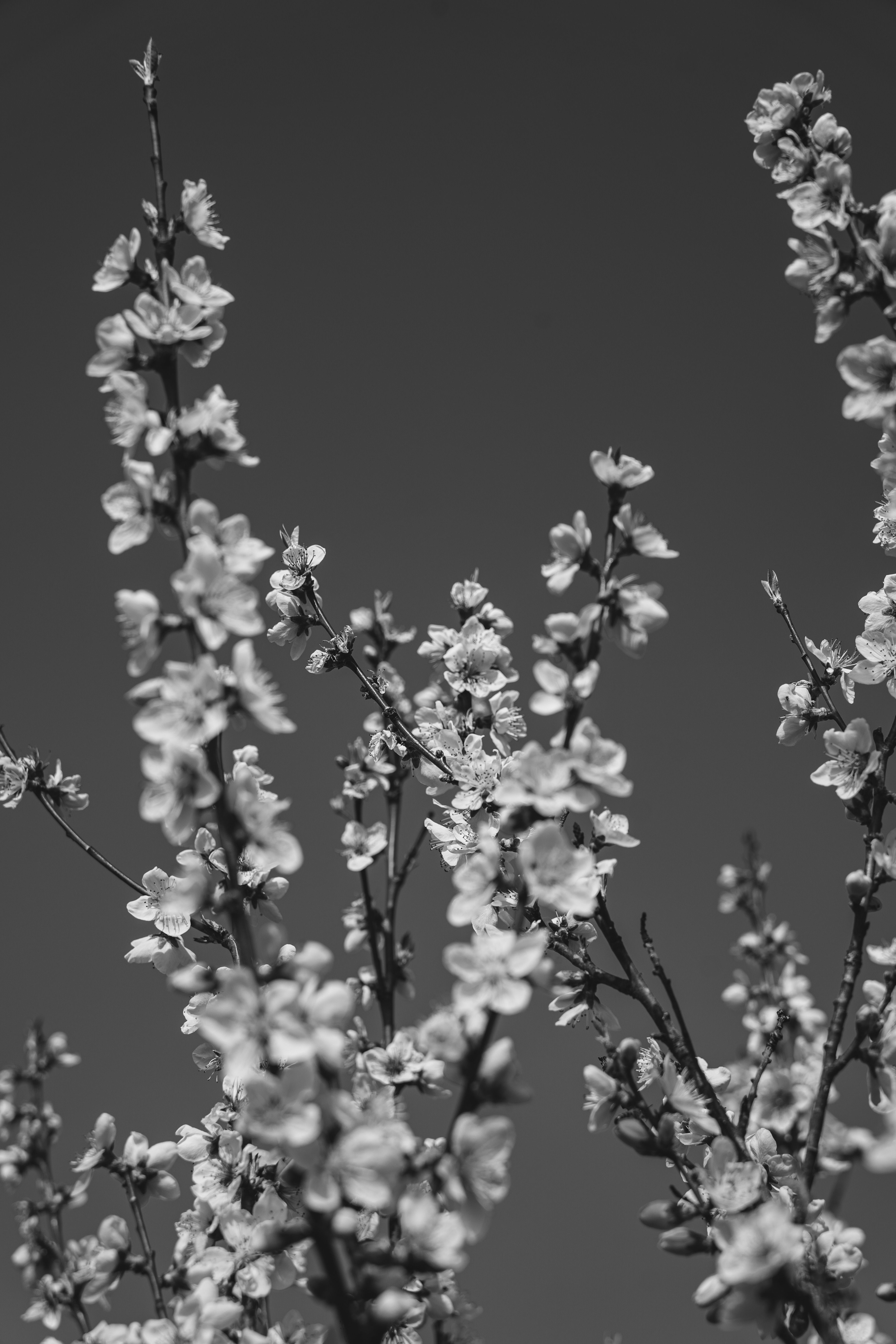 Monochrome Flowers 110 Photos & Videos Collected by Lisa from Pexels