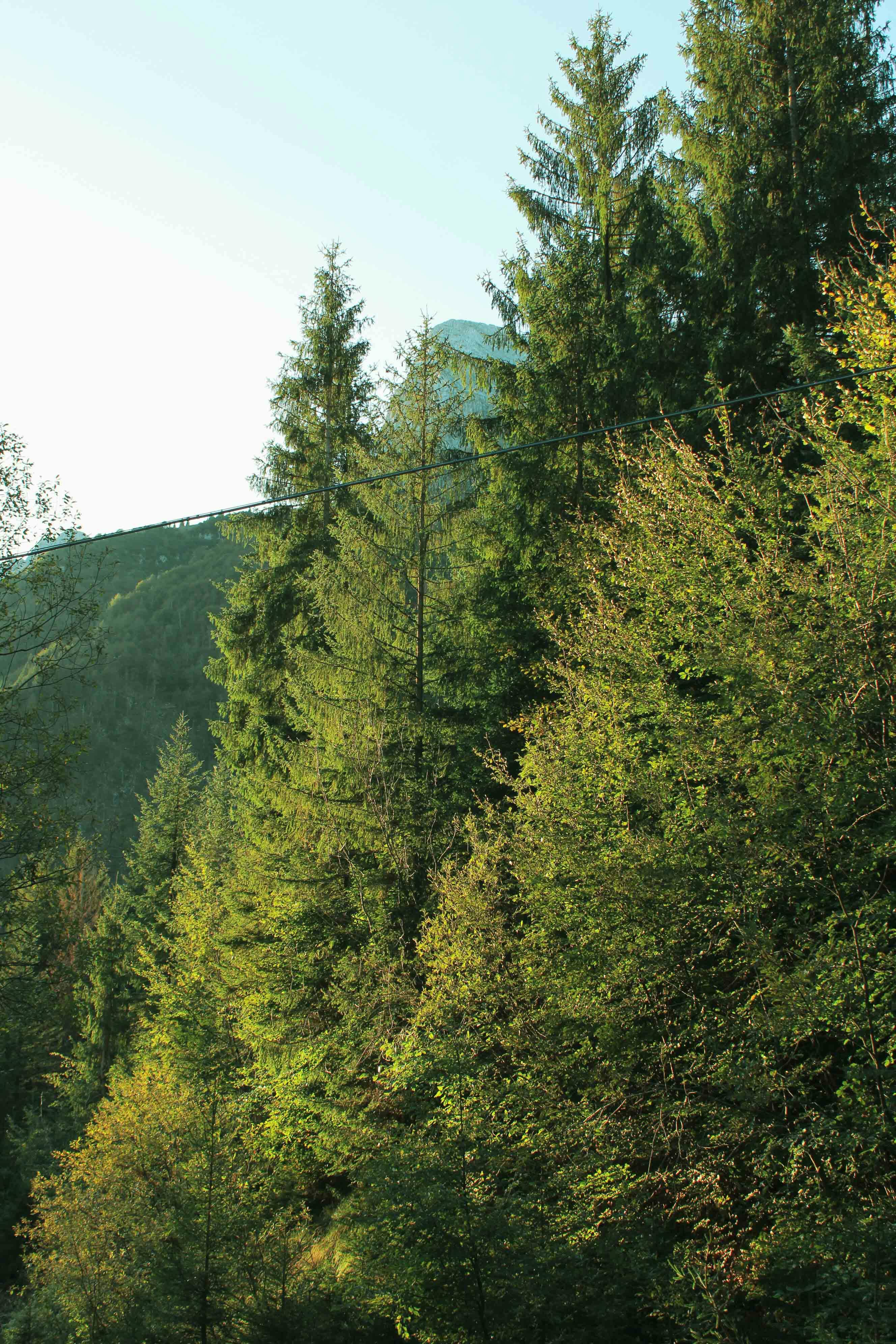 Deep, Evergreen Forest · Free Stock Photo