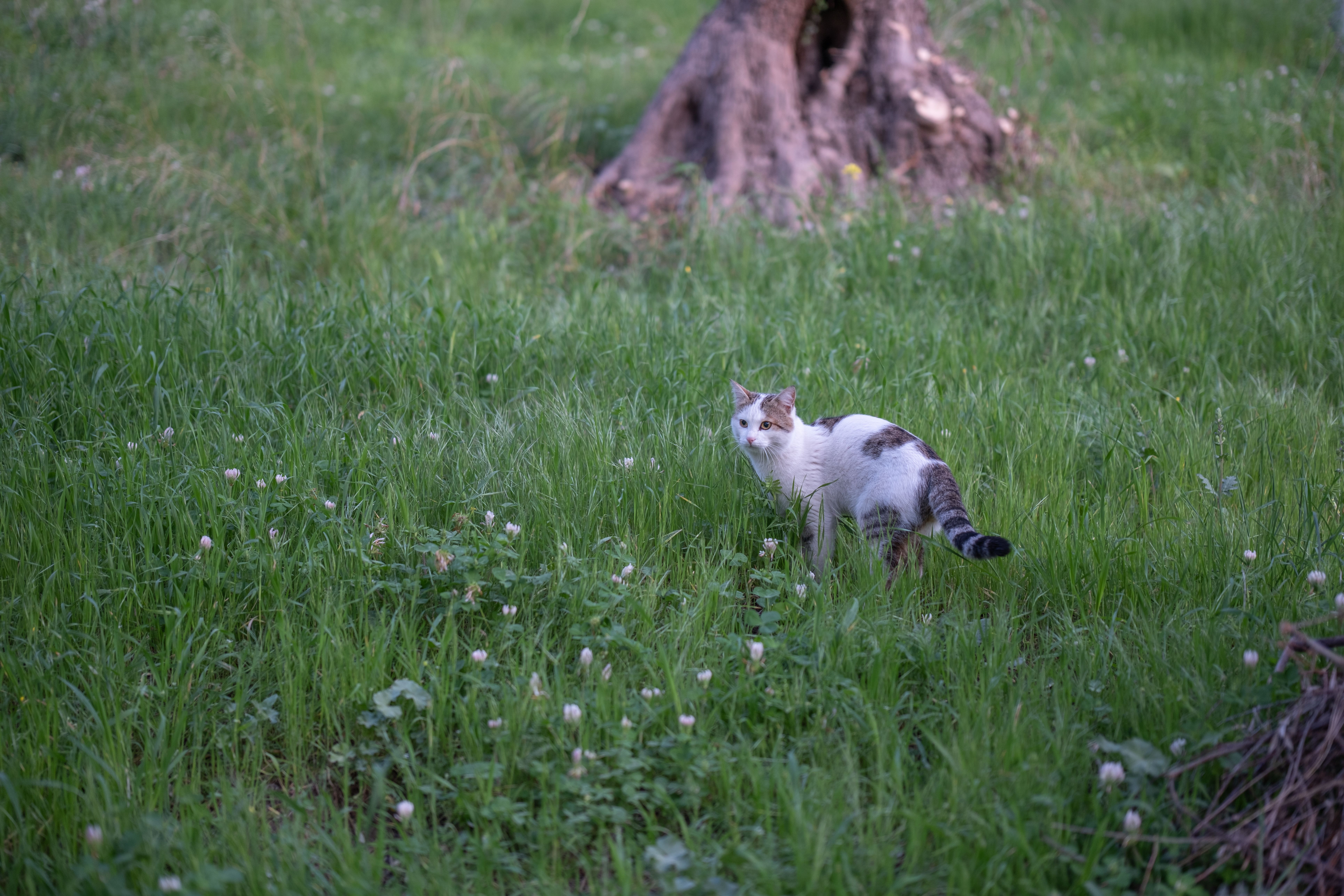 Photo of a Cat Walking on Grass · Free Stock Photo
