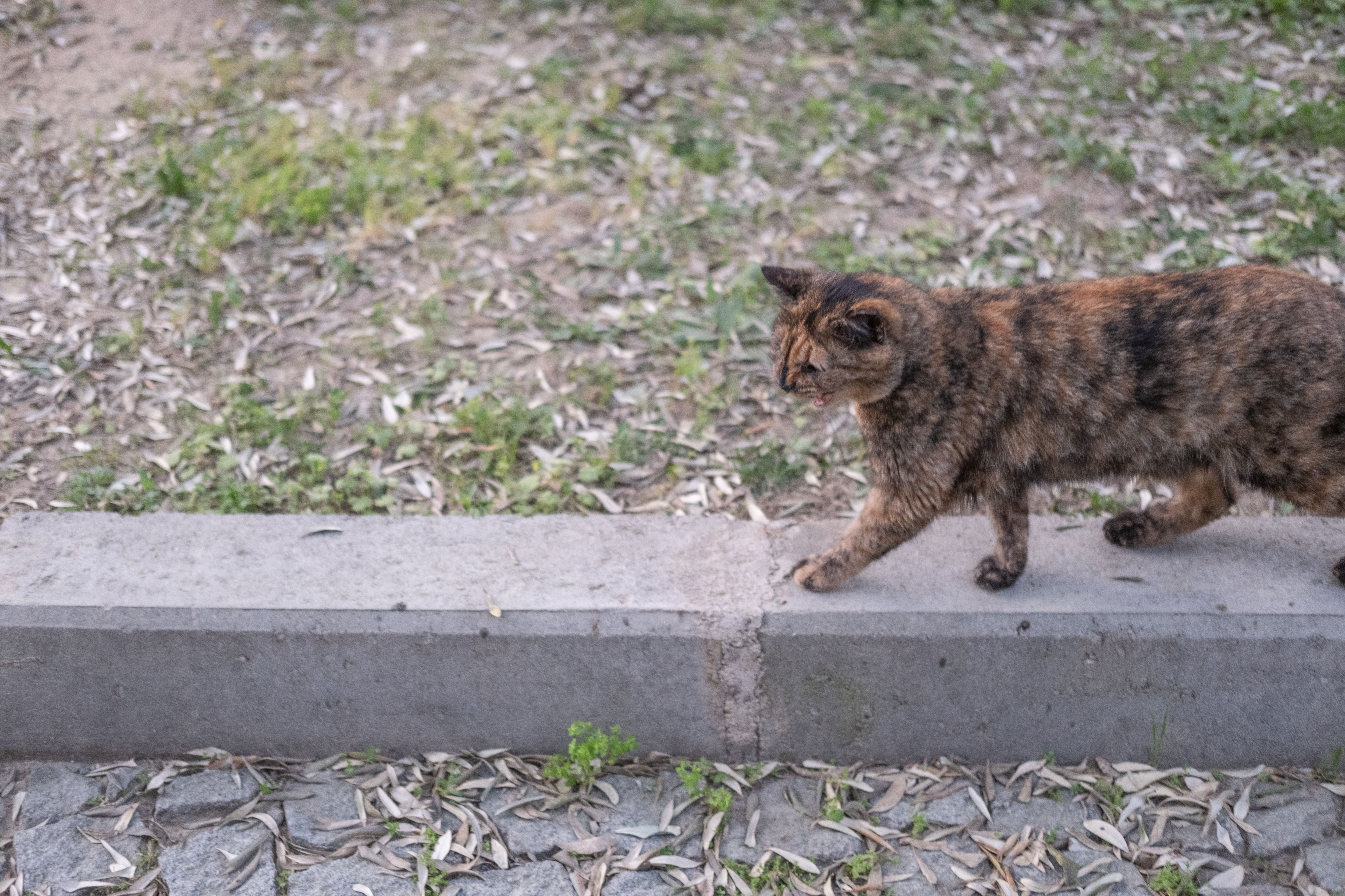 Photo of a Tortoiseshell Cat Walking on a Curb · Free Stock Photo