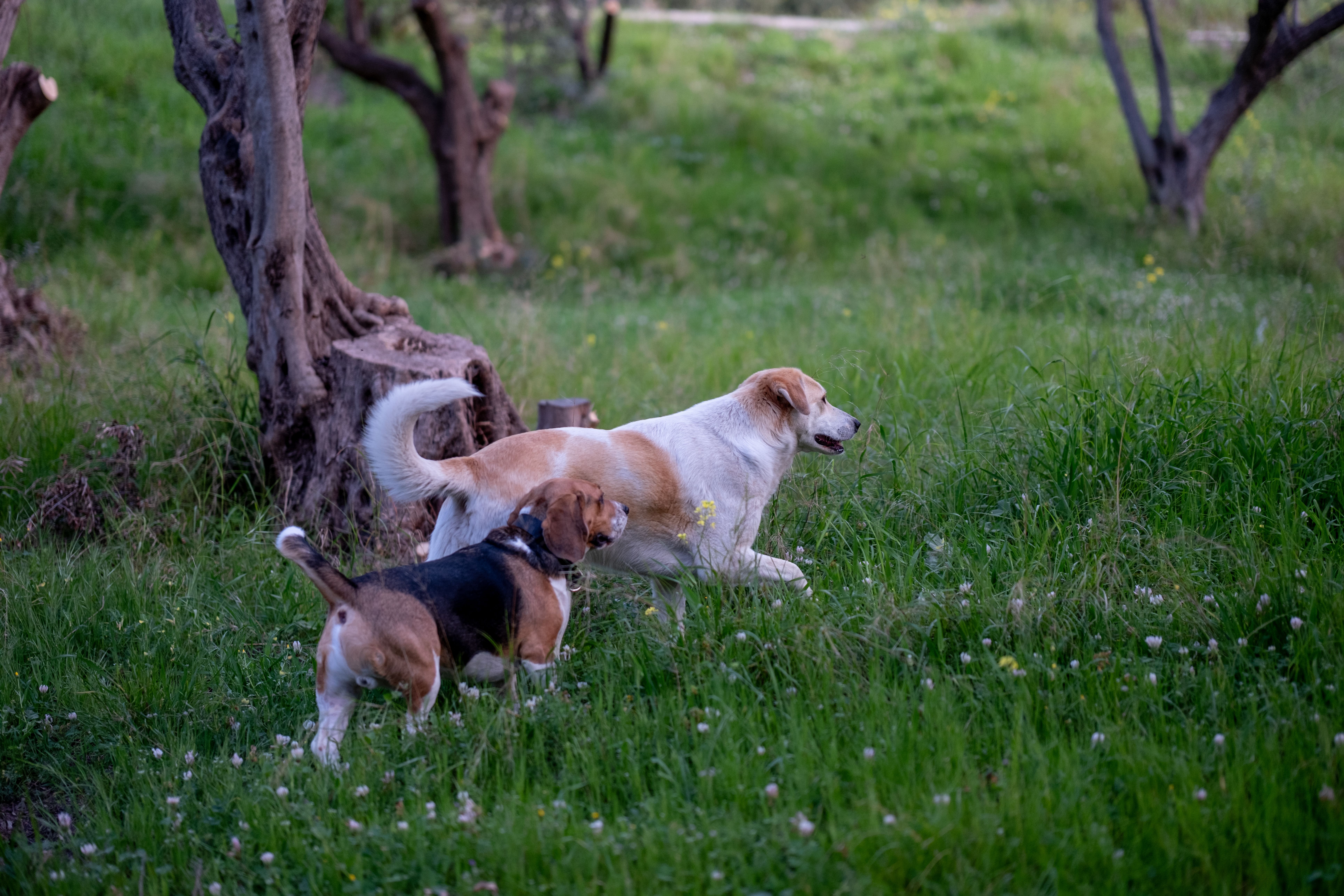 Two Dogs Outdoors · Free Stock Photo