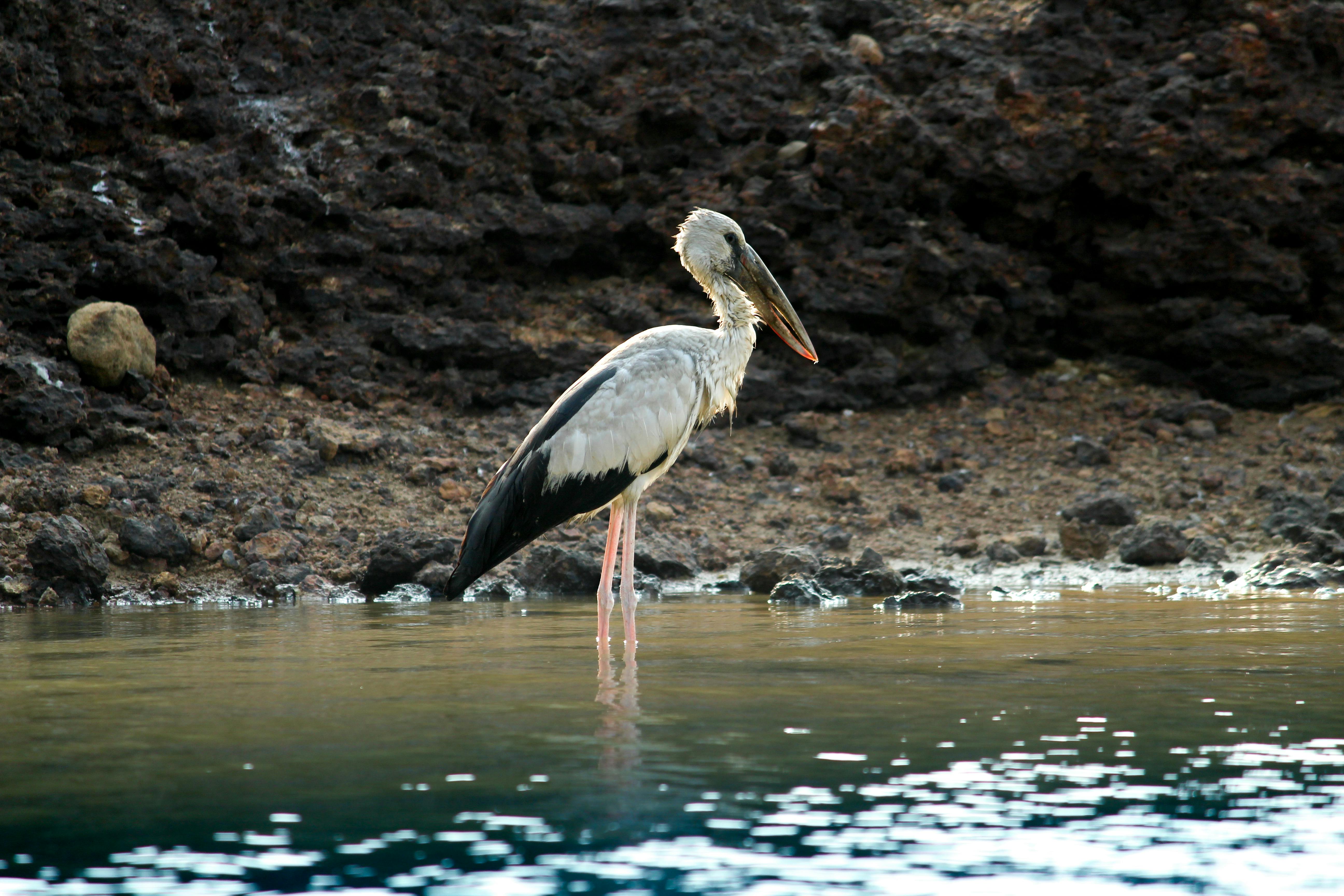 Asian Openbill Bird Standing in River · Free Stock Photo