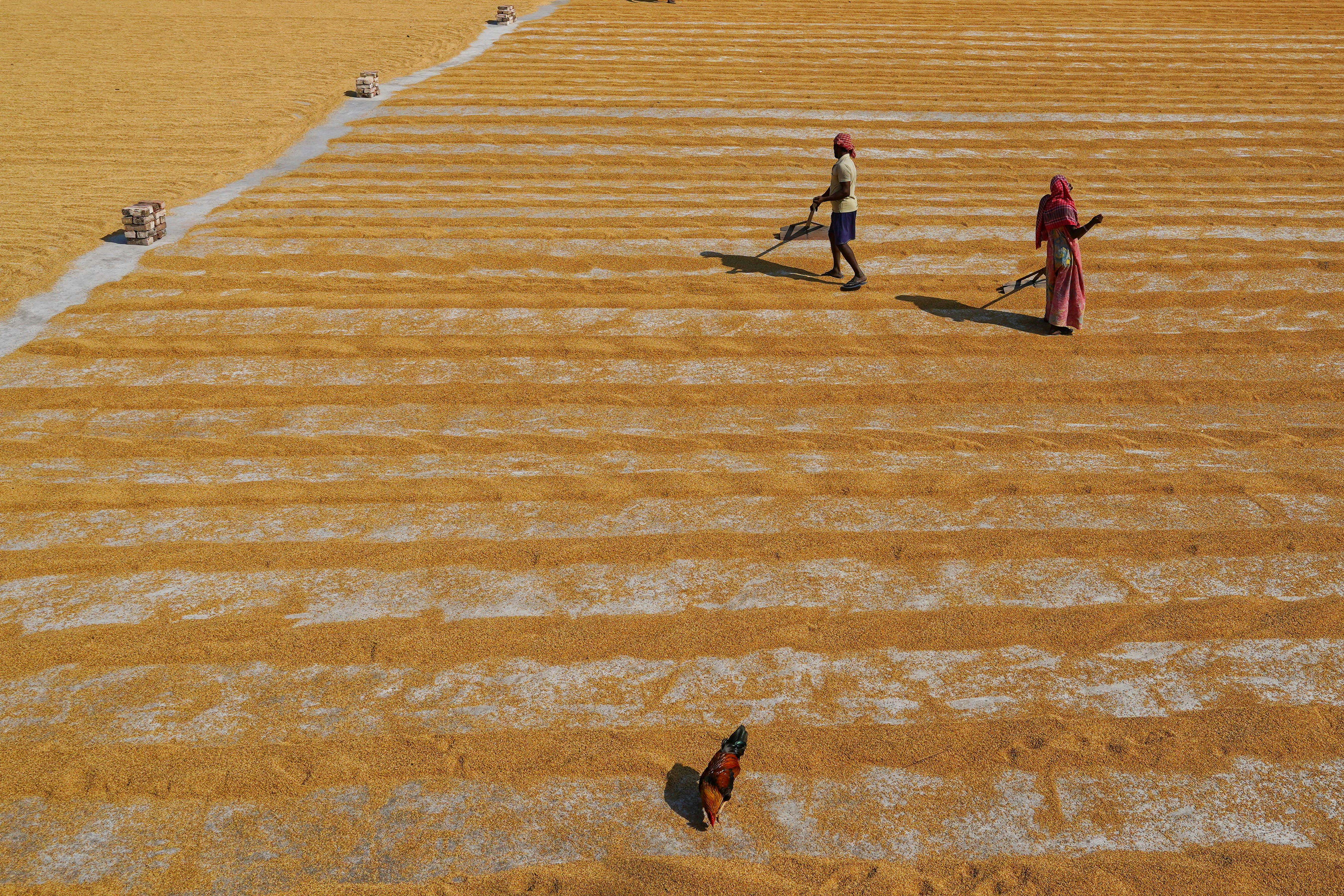 People Working on a Drying Field with Rakes and Grains · Free Stock Photo